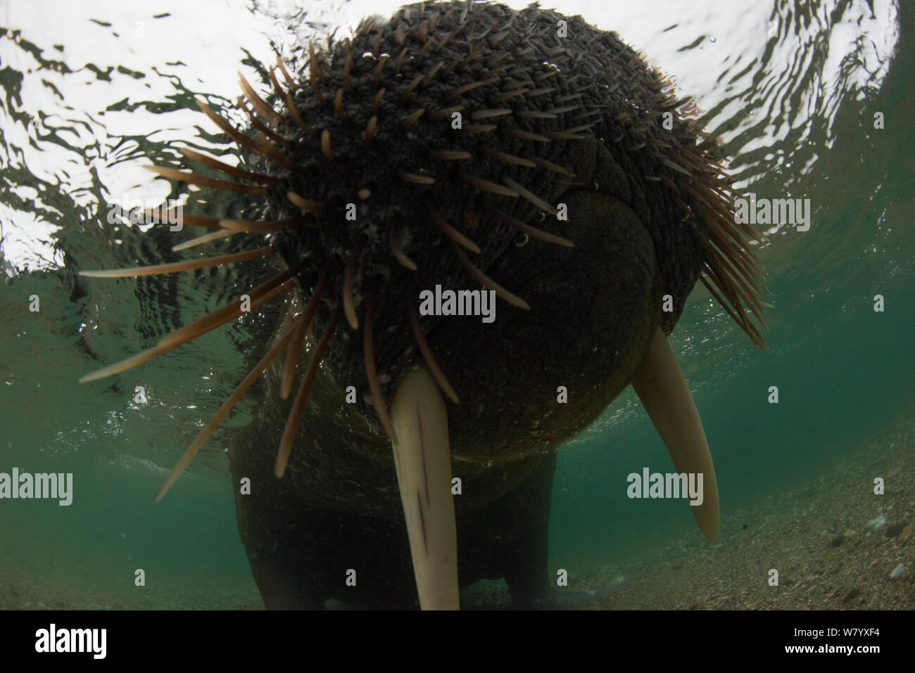 Vibrissae hi-res stock photography and images - Alamy