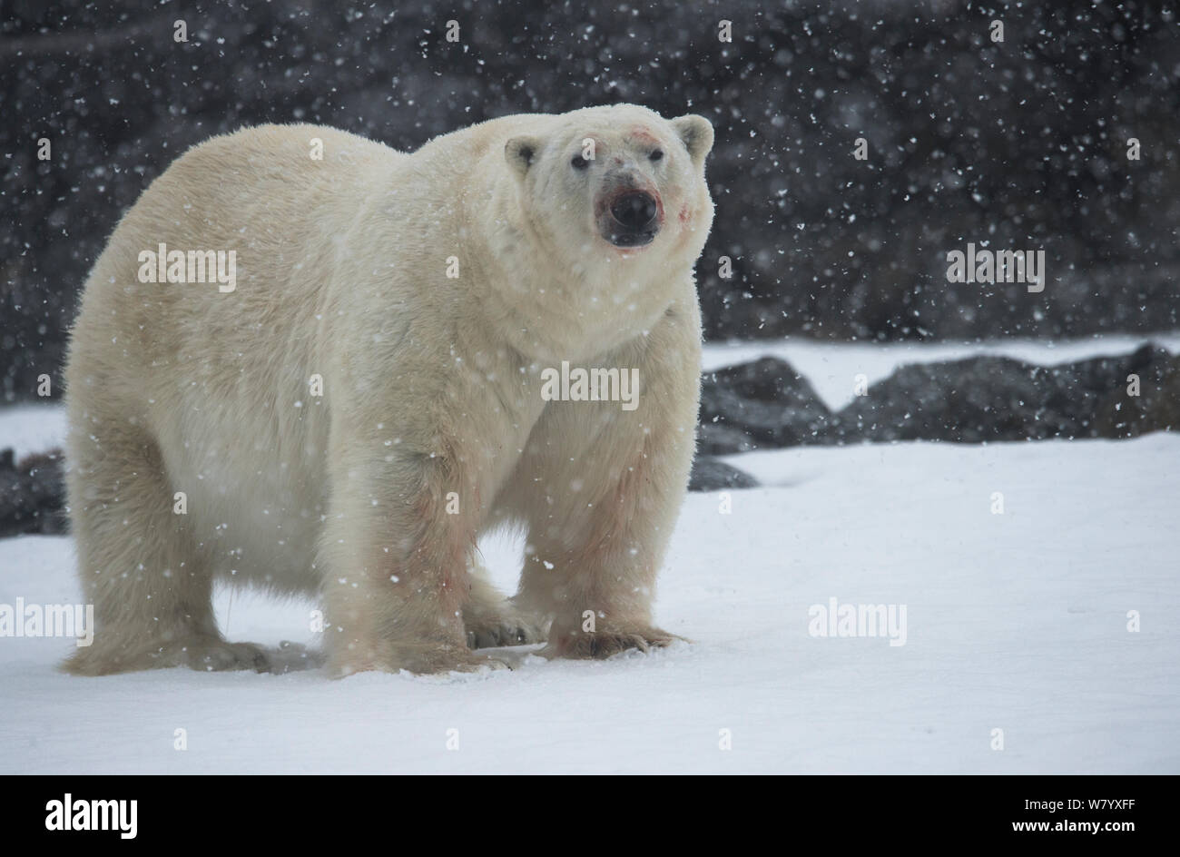 Polar bear (Ursus maritimus) with blood covered face standing in ...