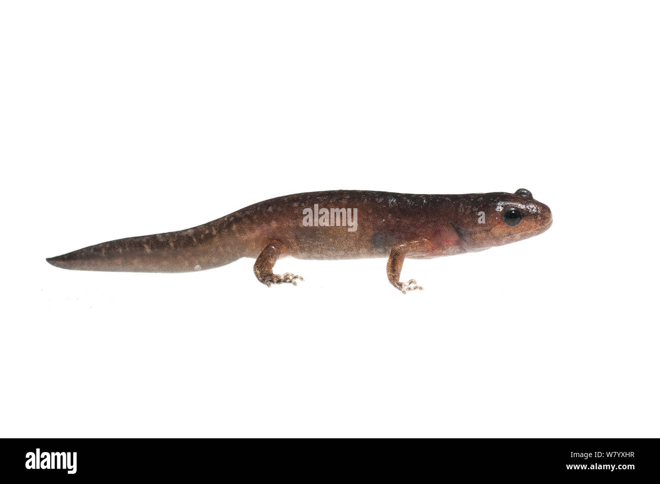 Young salamander hi-res stock photography and images - Alamy