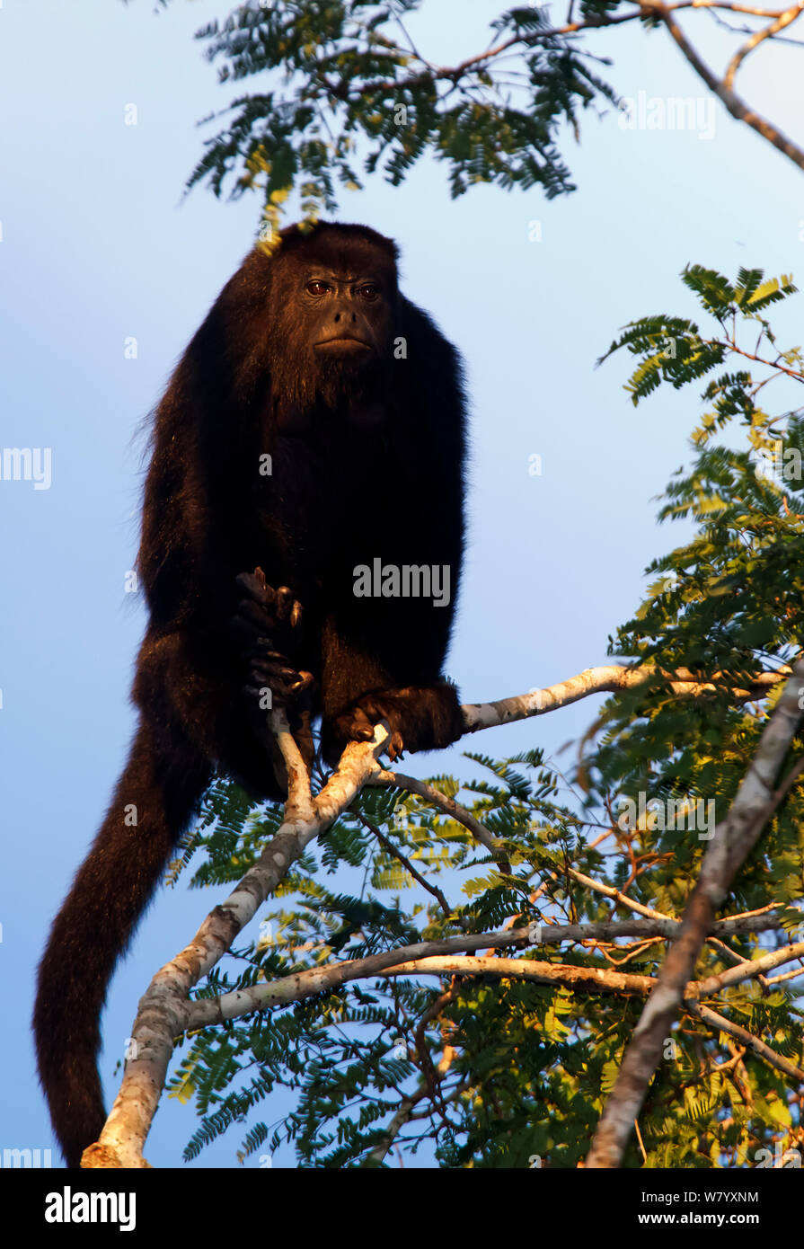 Yucatan black howler monkey (Alouatta pigra), Calakmul Biosphere ...
