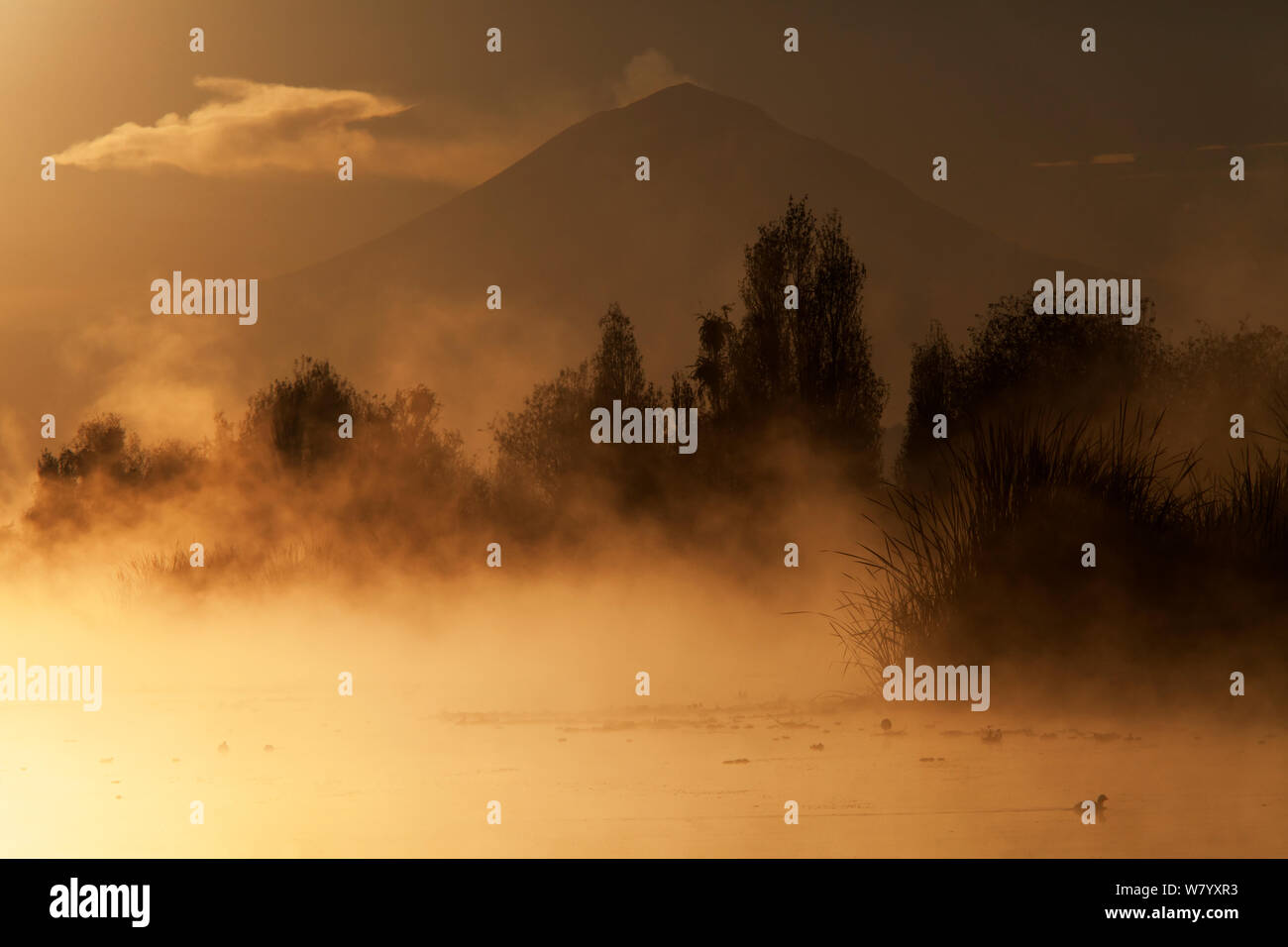 American coot (Fulica americana americana) in mist, with Popocatepetl ...
