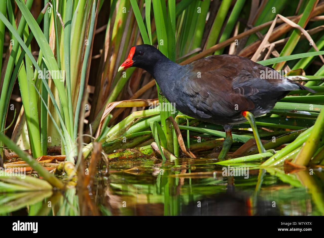 Common gallinule (Gallinula galeata cachinnans) Xochimilco wetlands ...