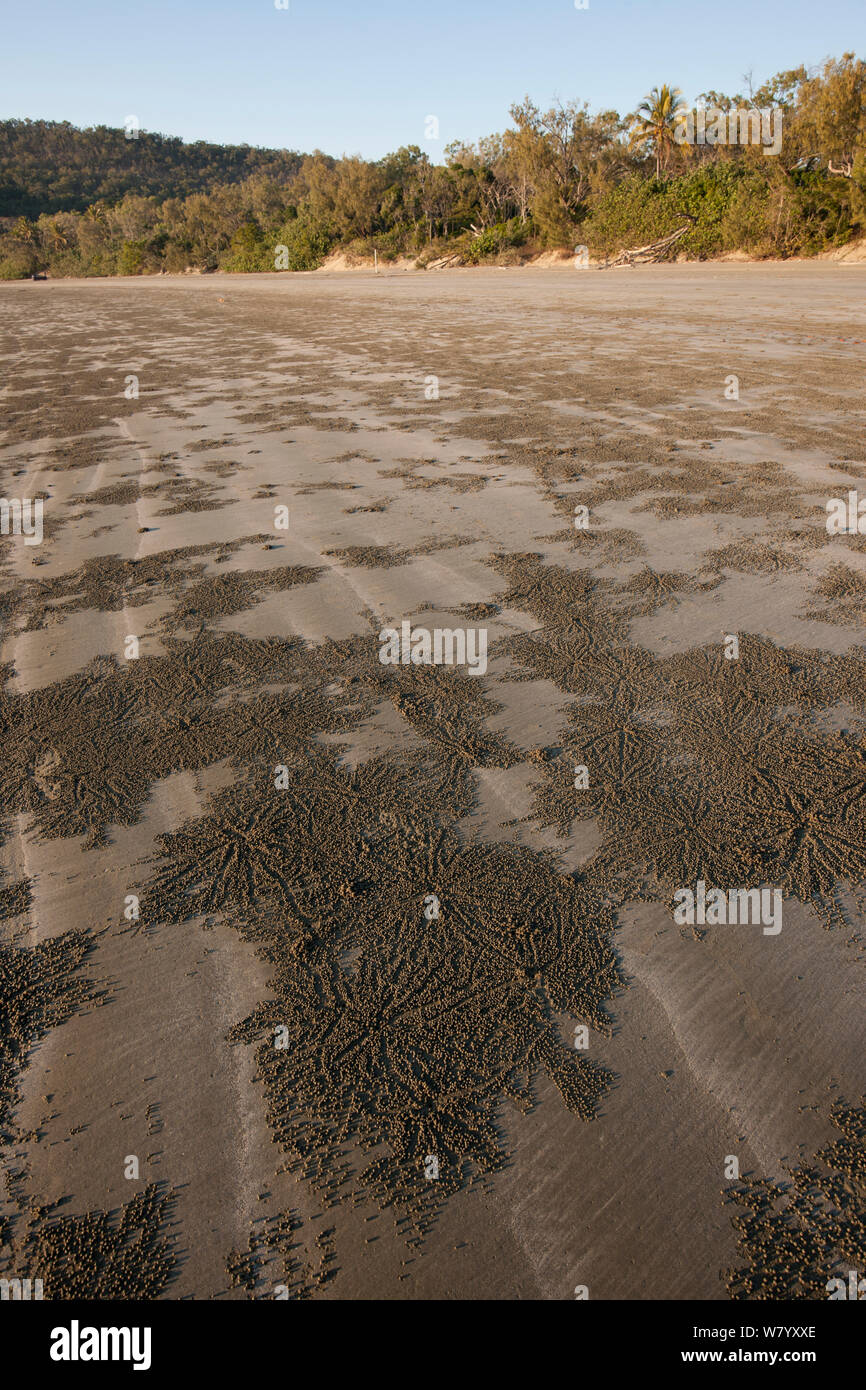 Sand bubbler crab (Dotillidae) sand pellets and holes on beach ...