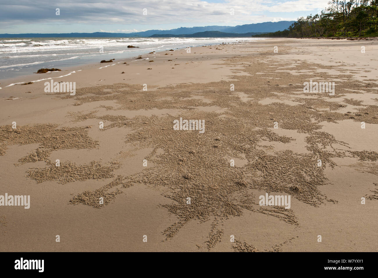 Sand bubbler crab (Dotillidae) sand pellets and hole on beach, Daintree ...