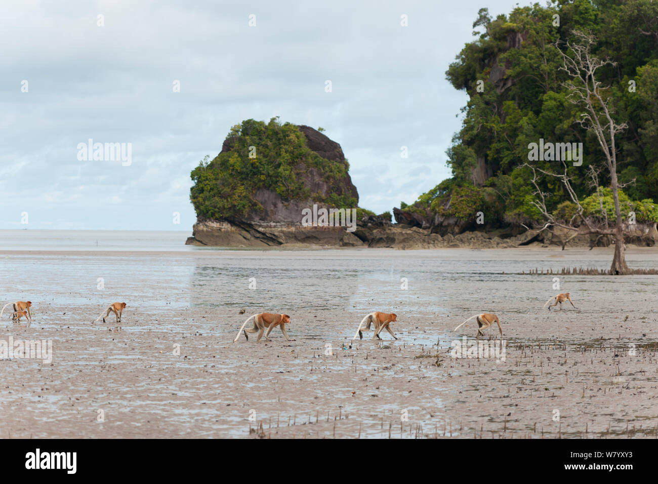 Proboscis monkey (Nasalis larvatus) group foraging on shore near ...