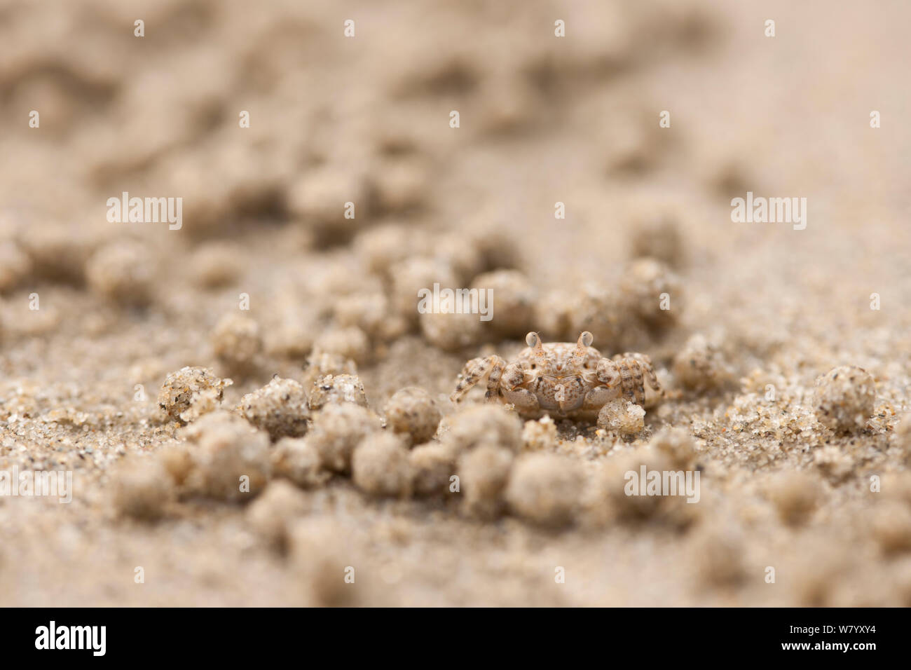 Sand bubbler (Dotillidae) crab making sand pellets, Daintree ...