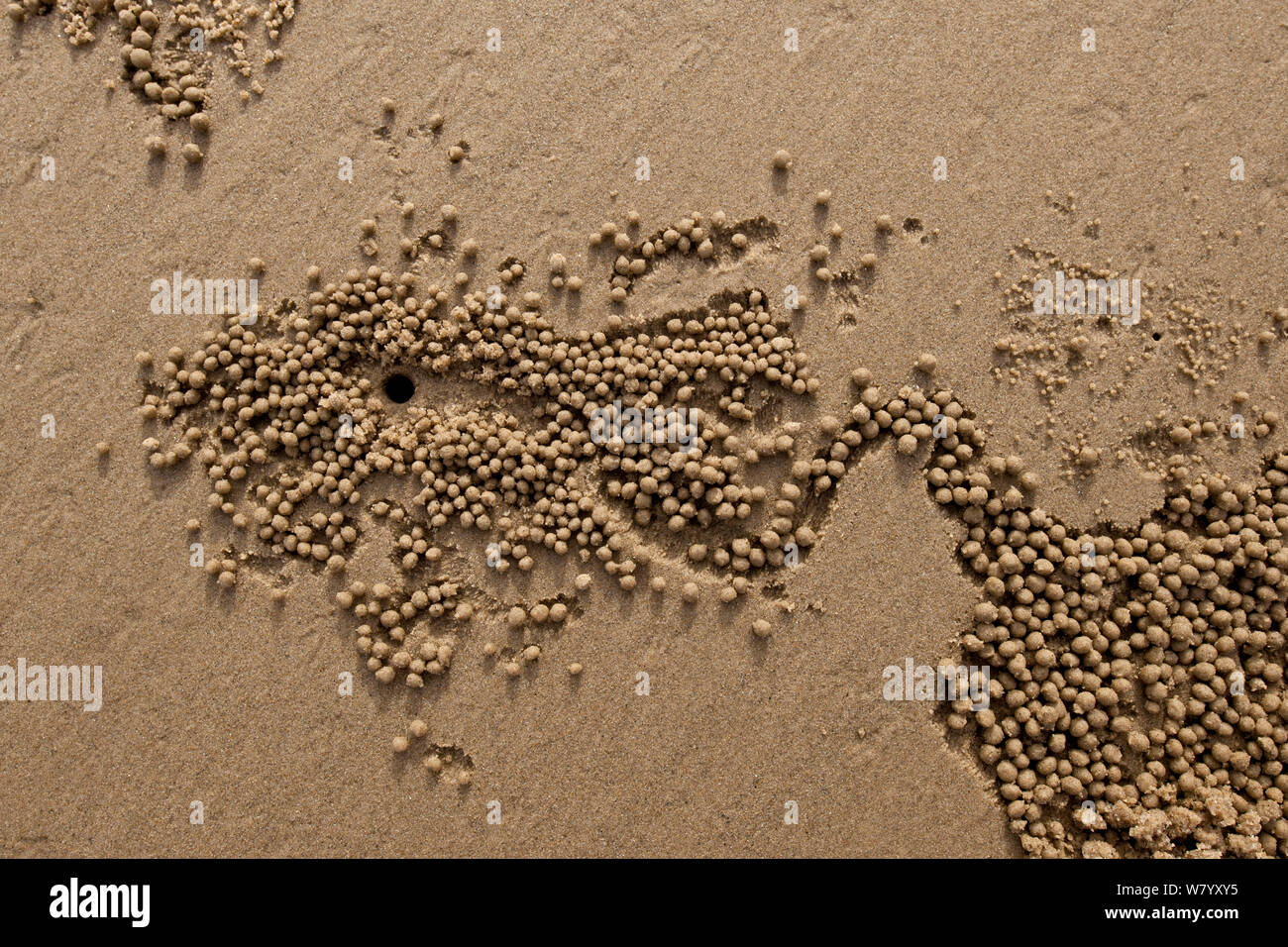 Sand bubbler crab (Dotillidae) sand pellets and hole on beach, Daintree ...