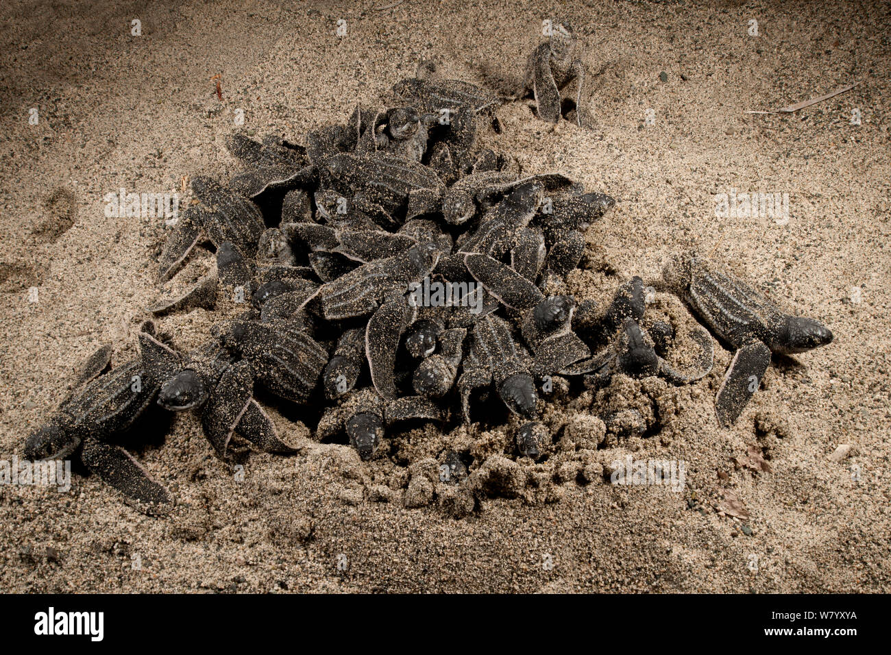 Leatherback turtles hi-res stock photography and images - Alamy