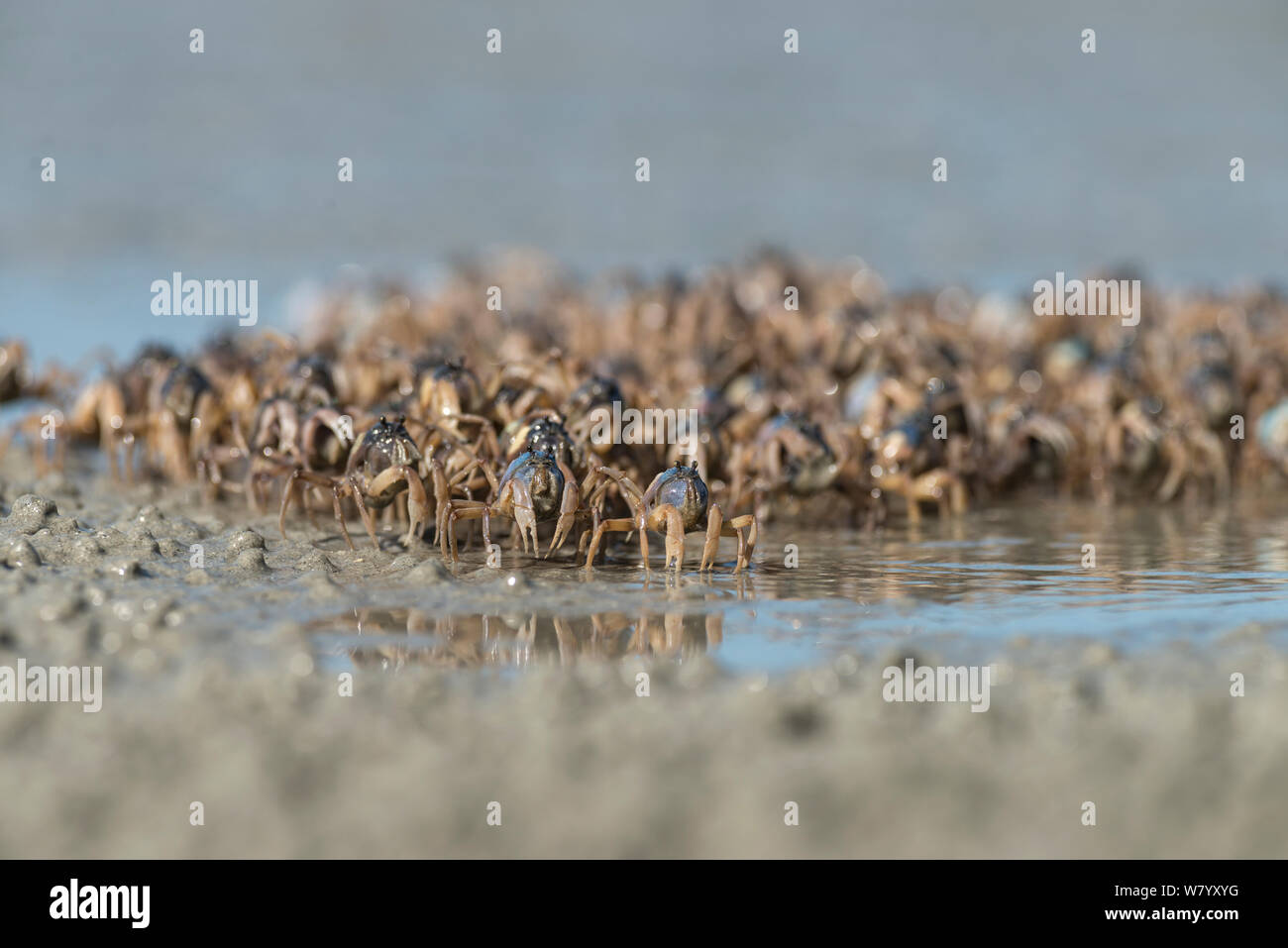 Soldier crabs (Mictyris longicarpus) group on beach, Far North ...