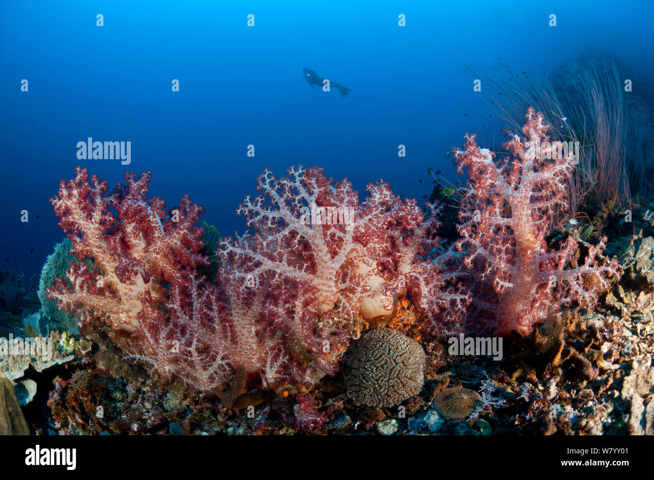 Soft coral (Dendronephthya sp.) in coral reef with diver. Kimbe Bay ...