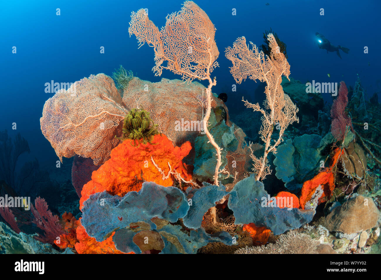 Bright orange sponge and massive gorgonian (Alcyonacea) fan corals in ...