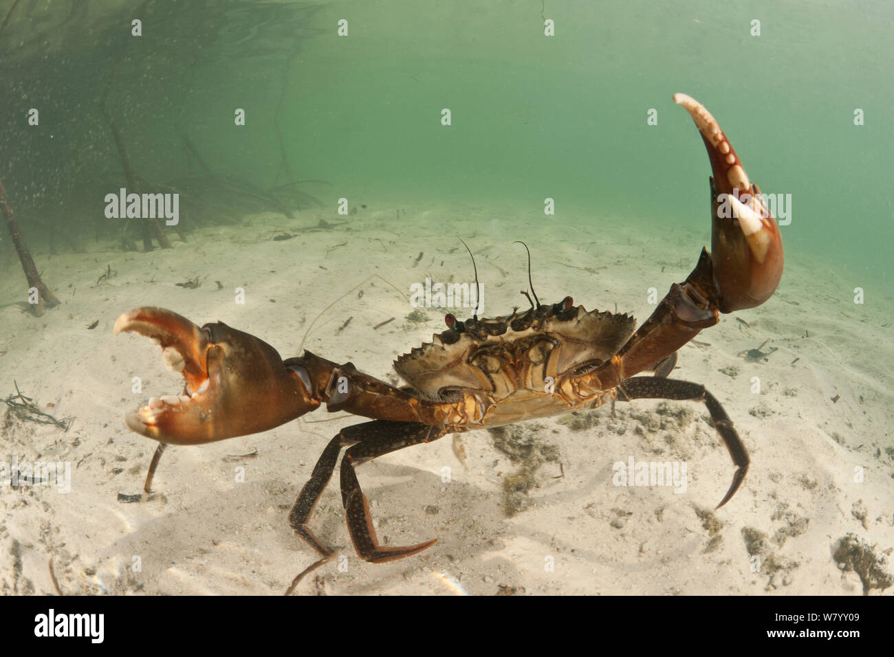 Crab claws hi-res stock photography and images - Alamy