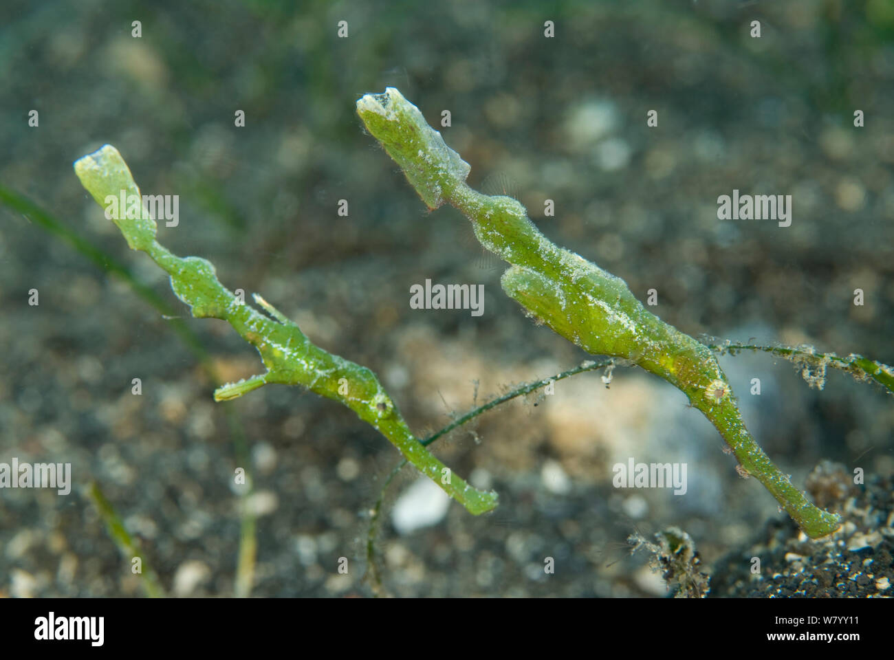 Robust ghost pipefish (Solenostomus cyanopterus) two on sea floor ...