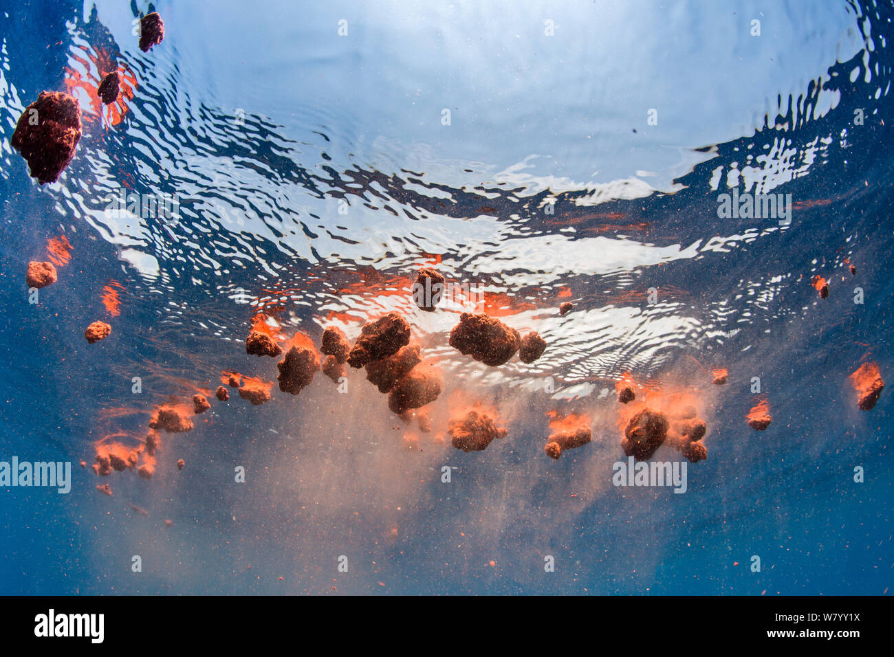 Pygmy blue whale (Balaenoptera musculus brevicauda) faeces floating in ...