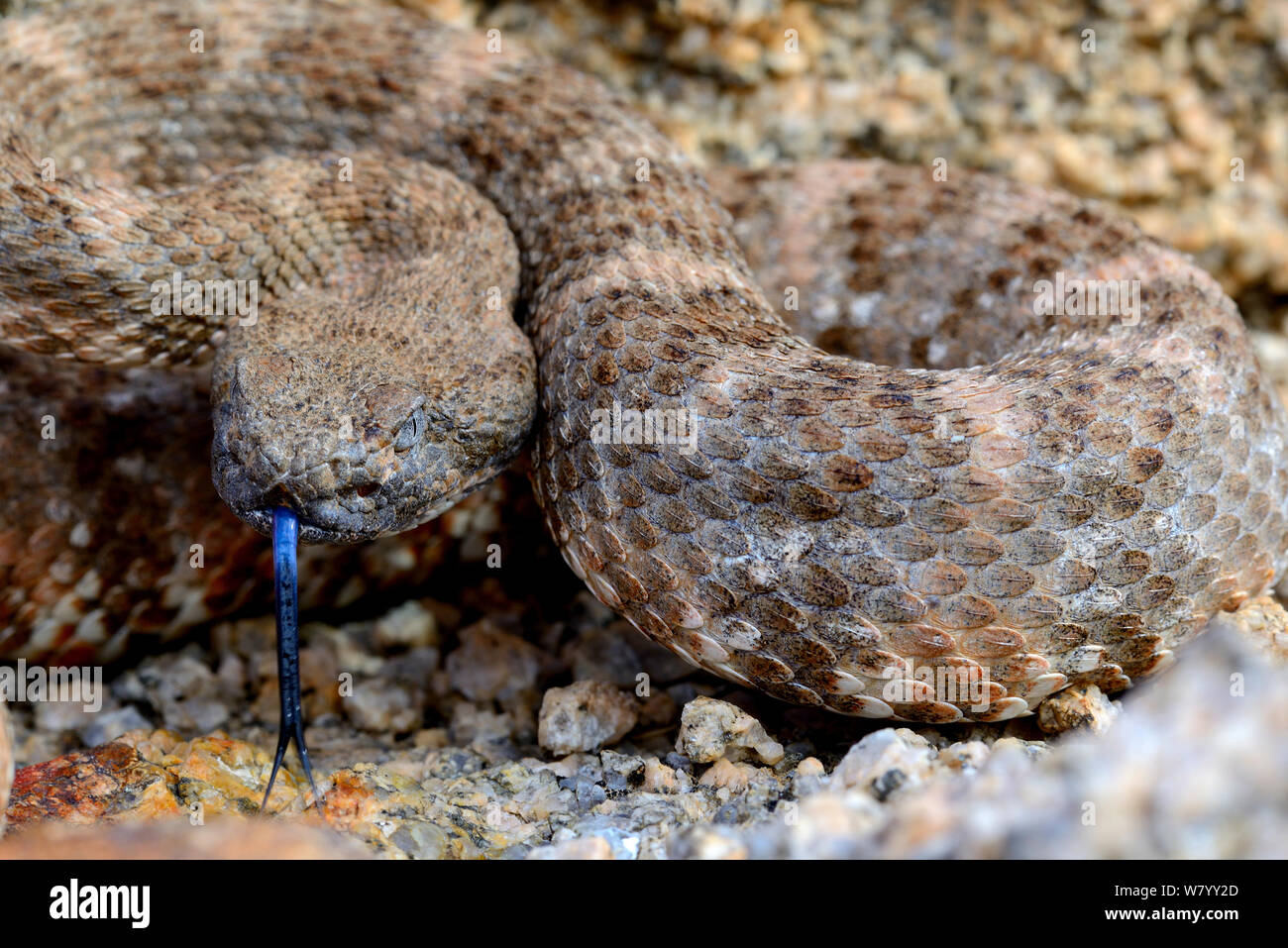 Rattlesnake sniffing hi-res stock photography and images - Alamy