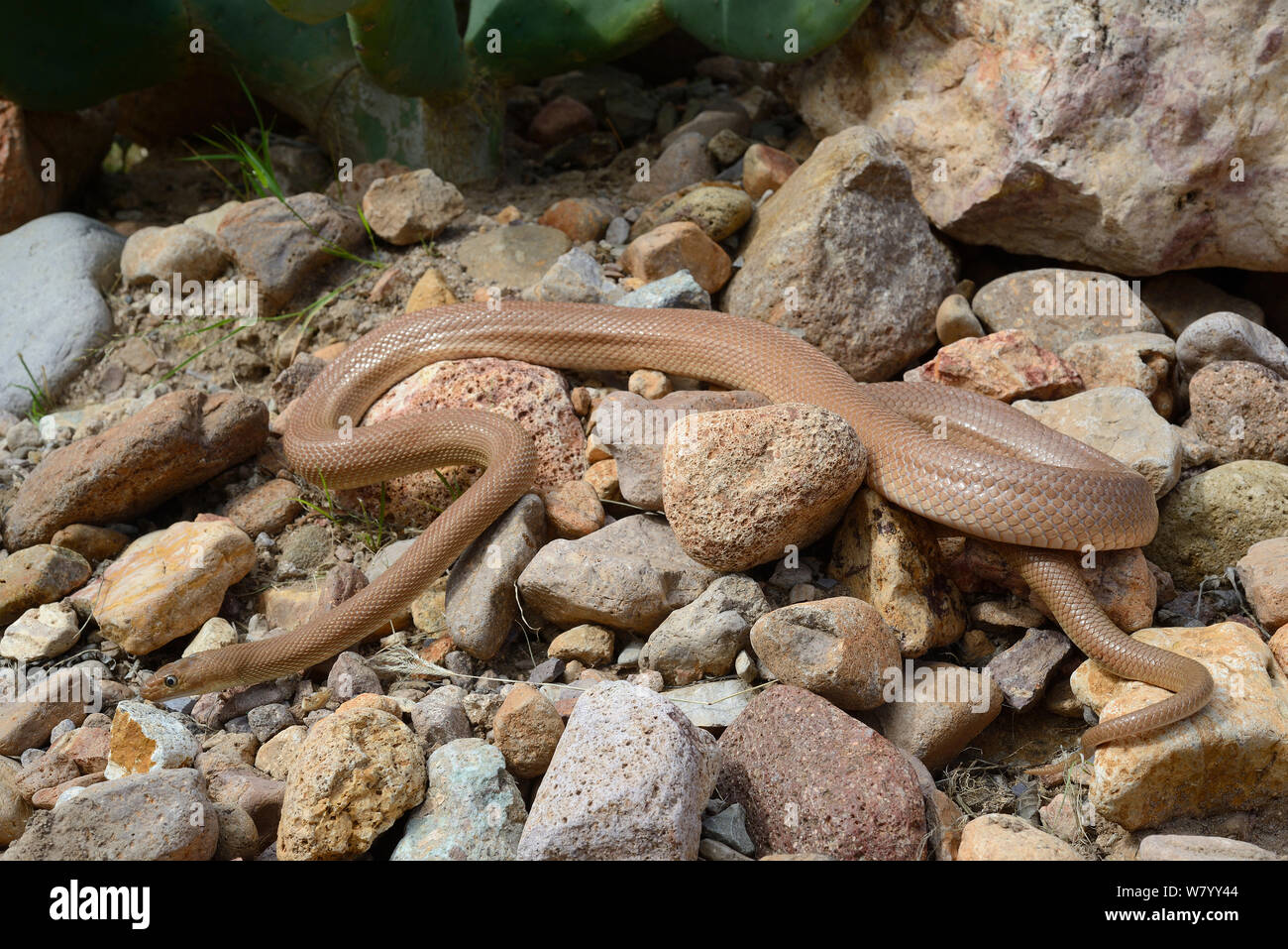 Baja California ratsnake (Bogertophis rosaliae) Baja California, Mexico ...