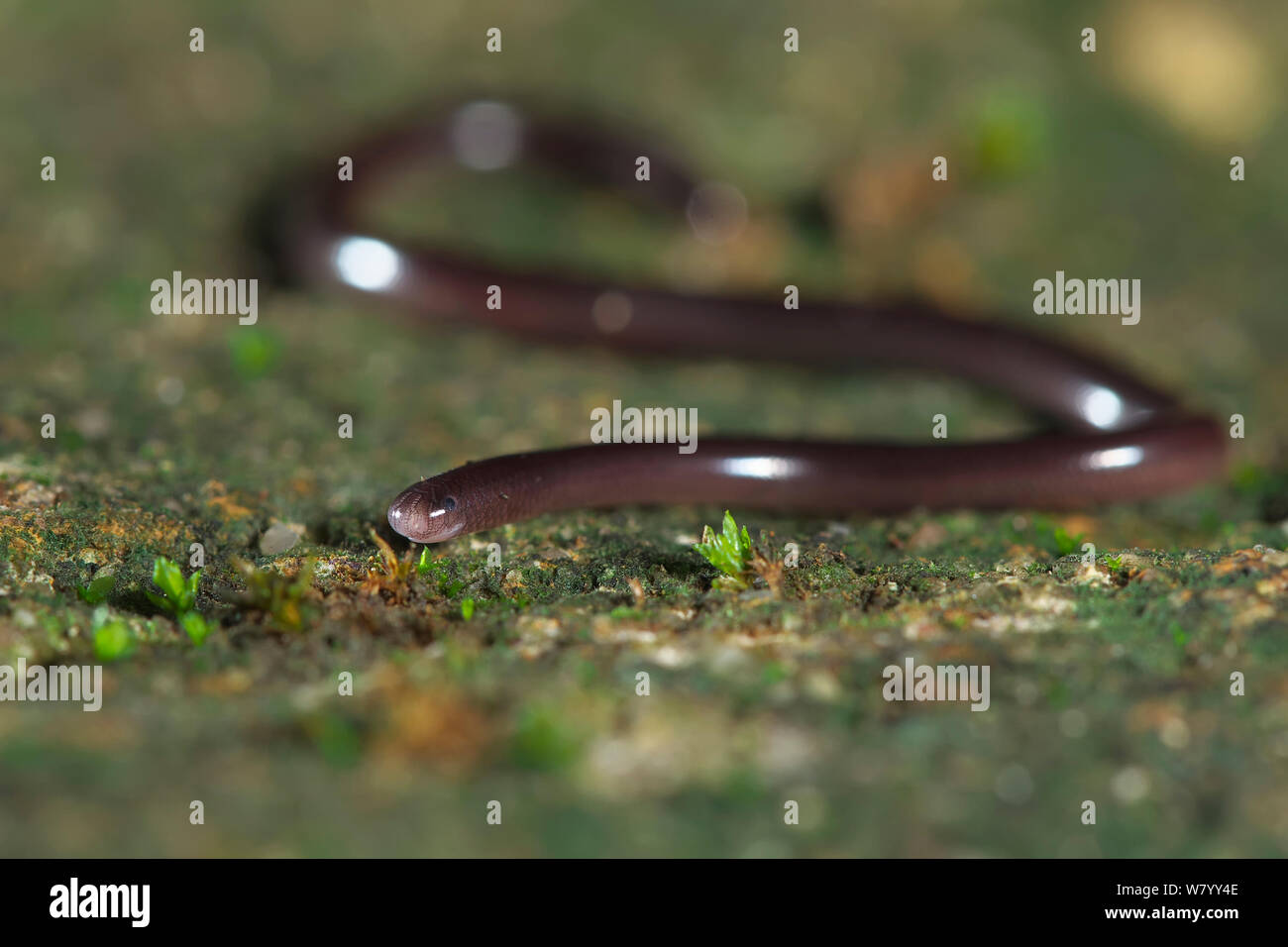 Bootlace snake hi-res stock photography and images - Alamy