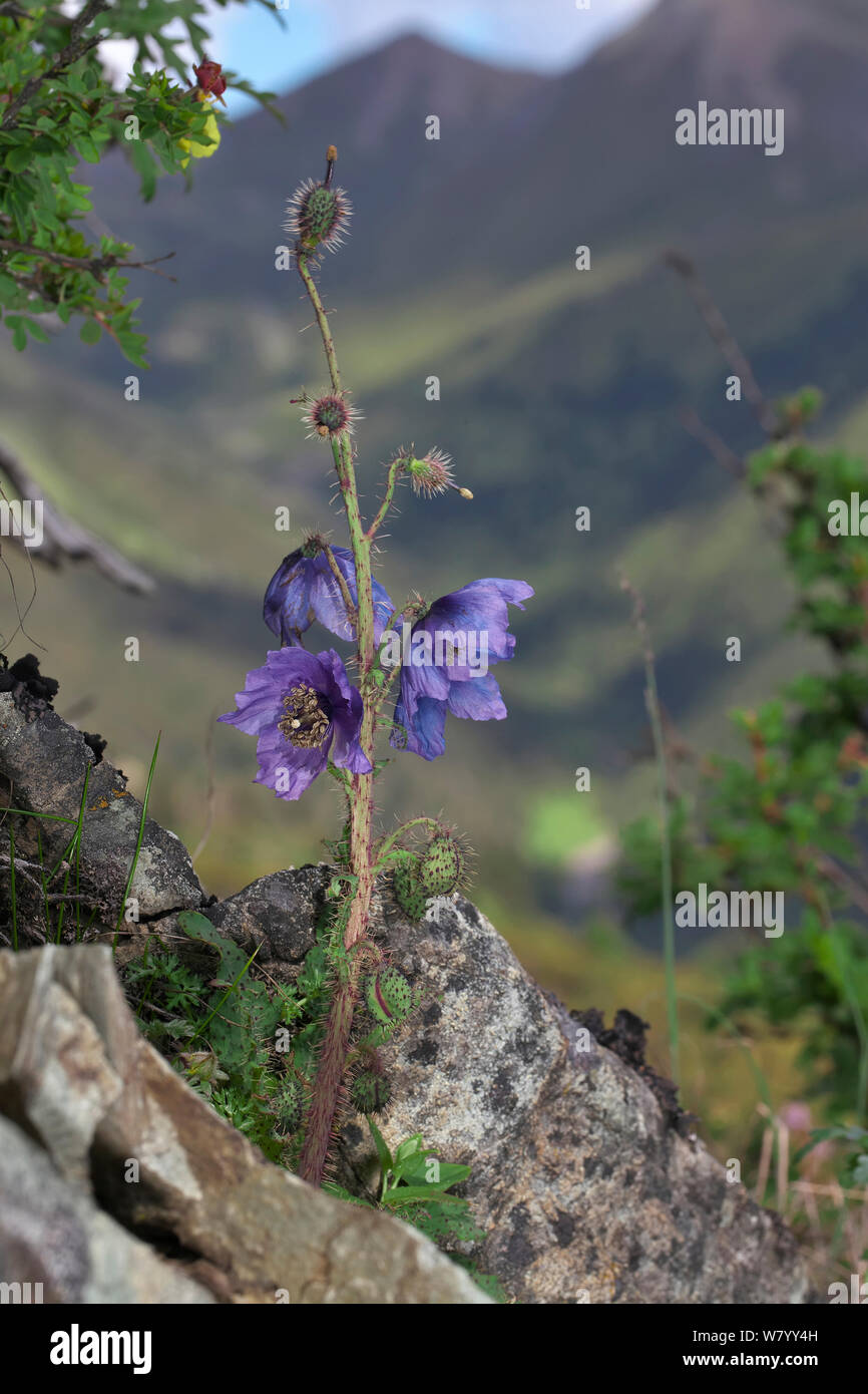 Poppy (Meconopsis racemosa) flower, Yunnan, China, July 2007 Stock ...