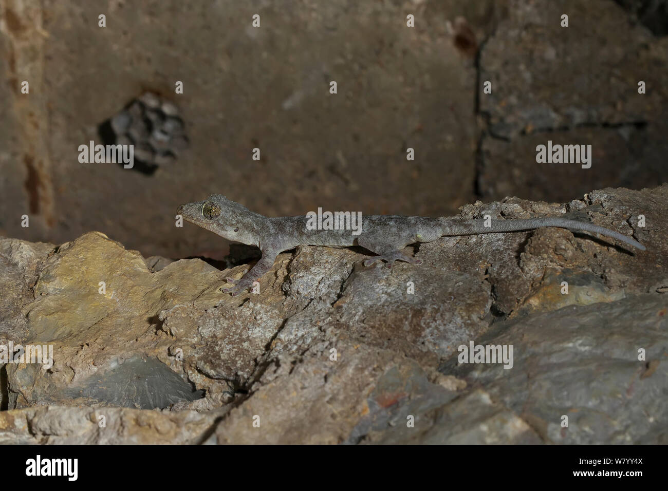 Chinese gecko (Gekko chinensis) with wasps nest behind, Guangxi ...