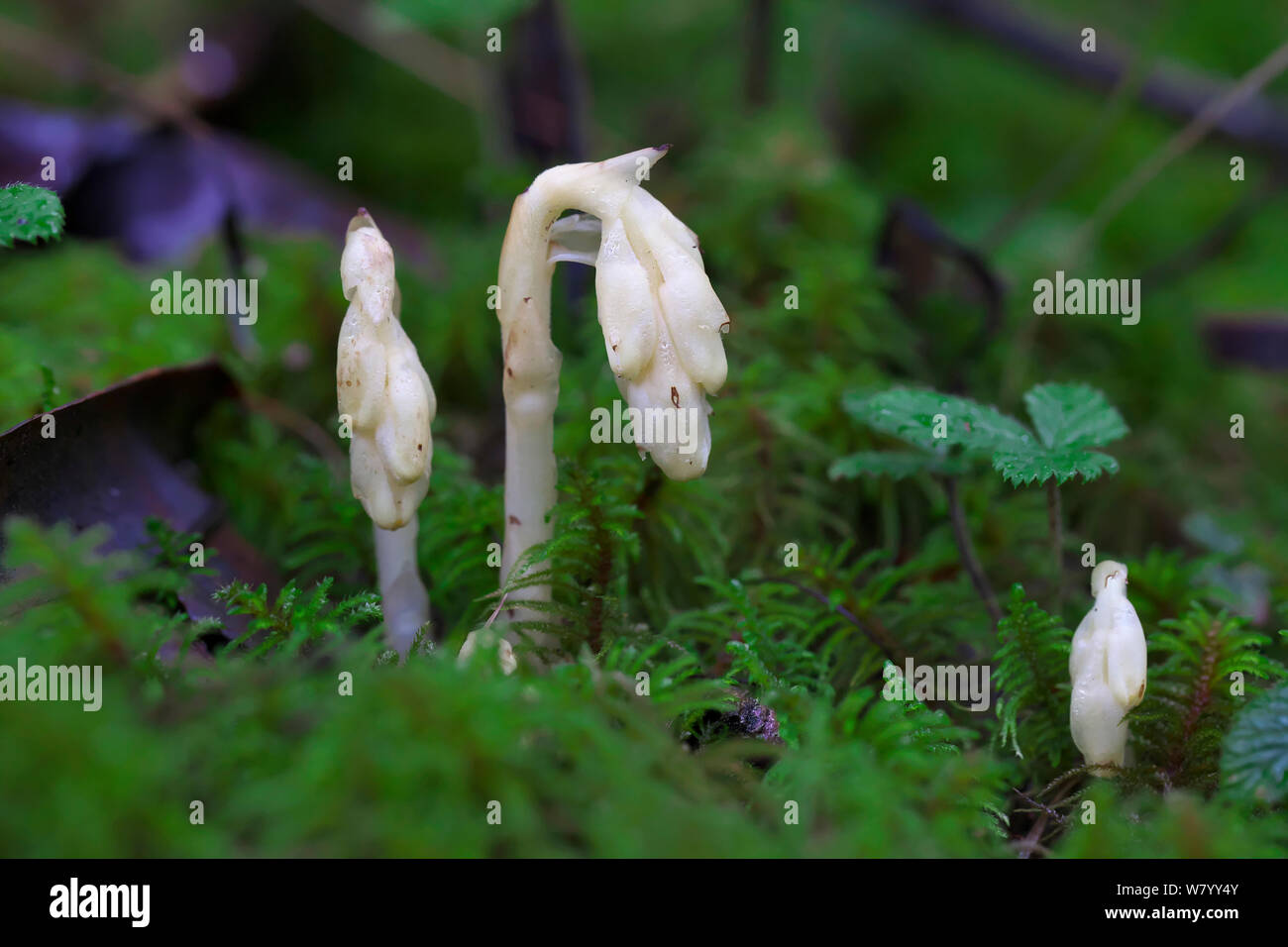 Monotropa hypopitys hi-res stock photography and images - Alamy