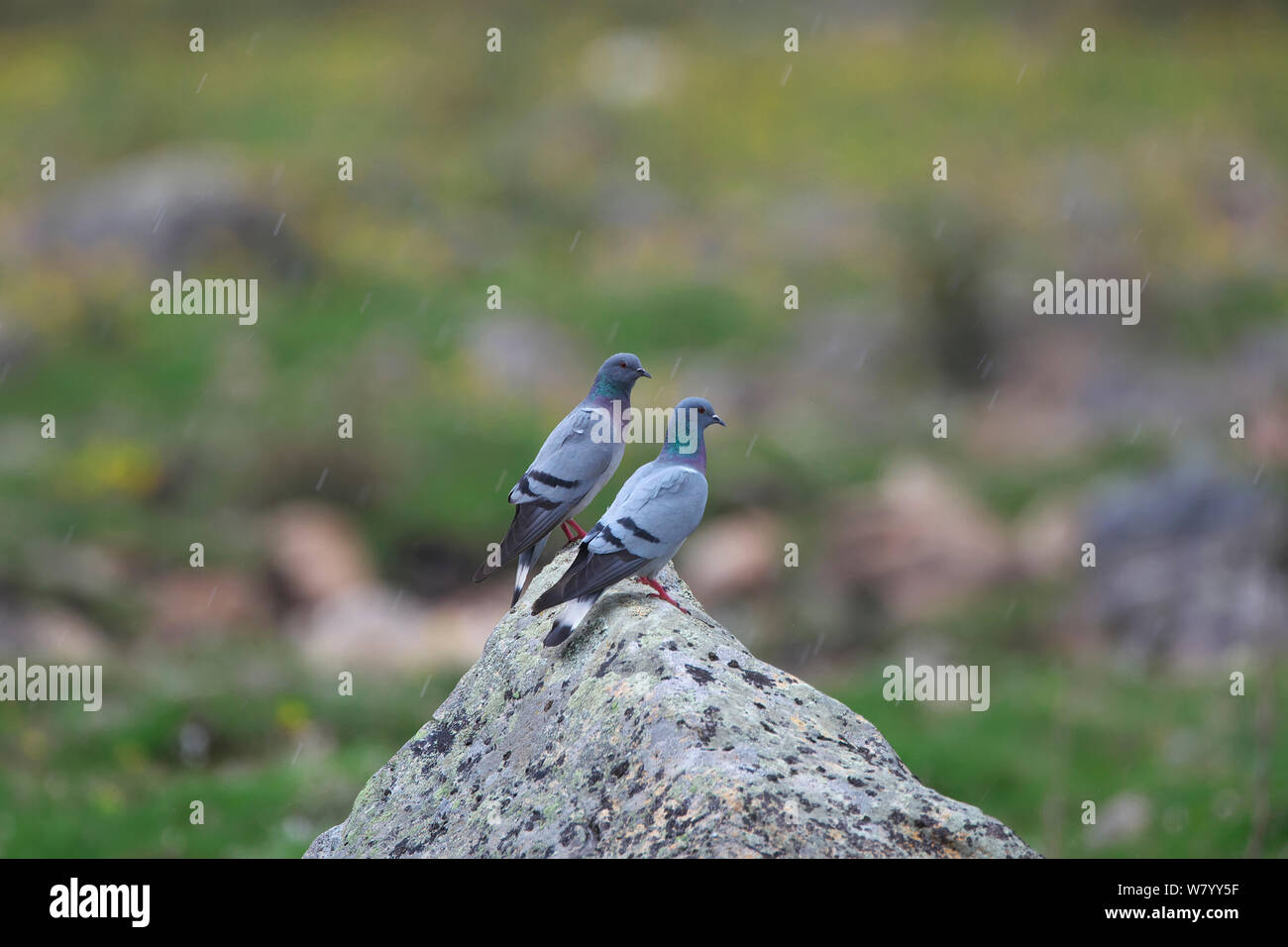 Hill pigeon (Columba rupestris) pair perched on rock, Sichuan Province ...