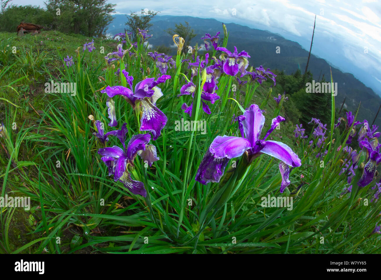 Black iris (Iris chrysographes) flowers, Lijiang Laojunshan National ...