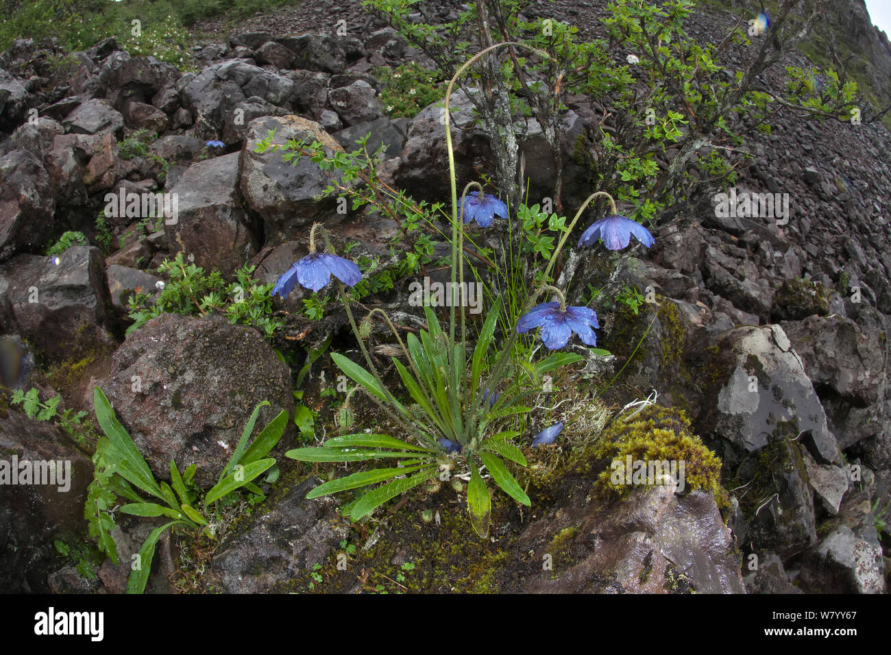 Blue meconopsis seed hi-res stock photography and images - Alamy