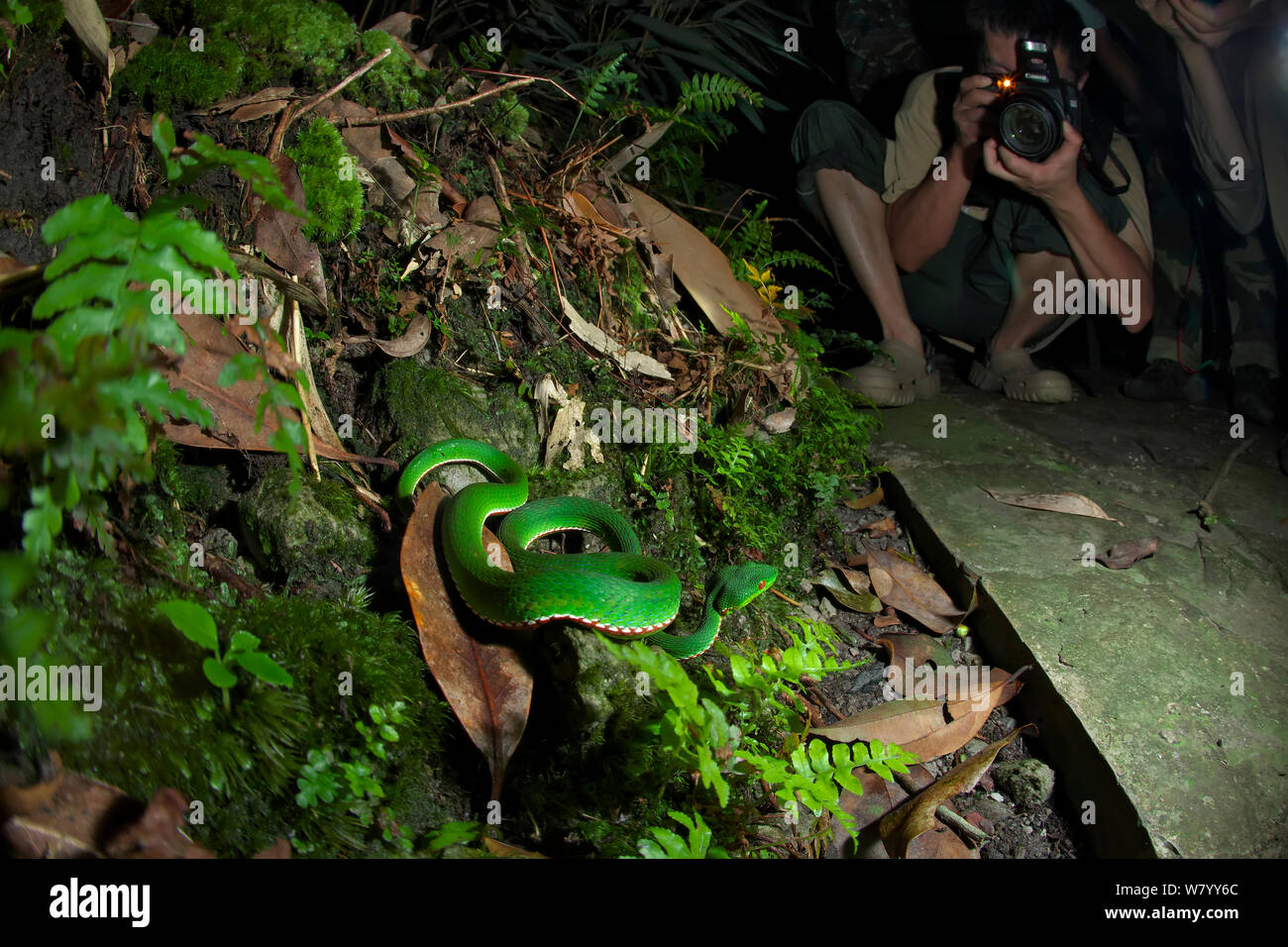Bamboo pit vipers hi-res stock photography and images - Alamy