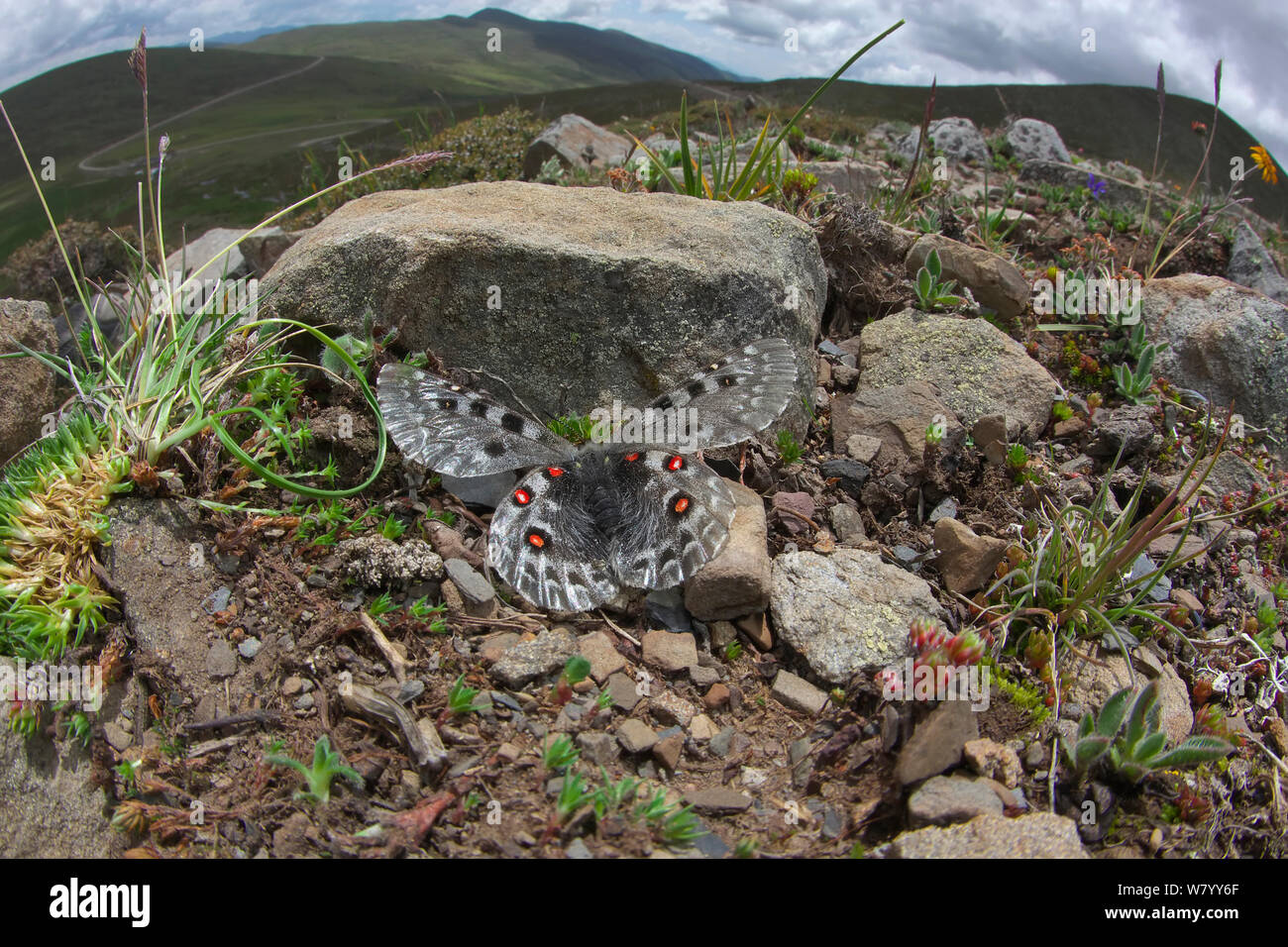 Mountain apollo butterfly (Parnassius apollo) melanistic form, Yunnan ...