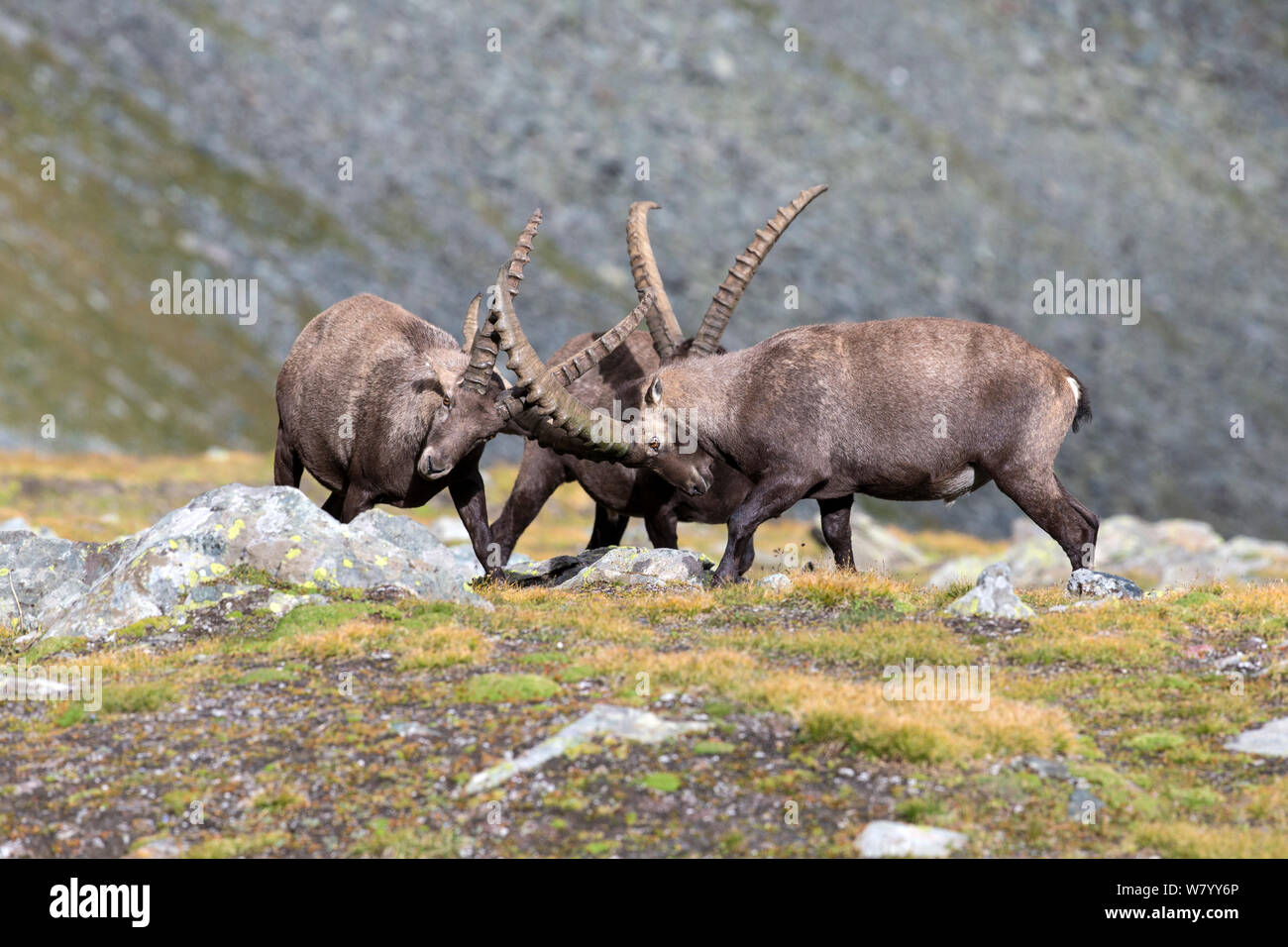Ibex fighting males hi-res stock photography and images - Alamy