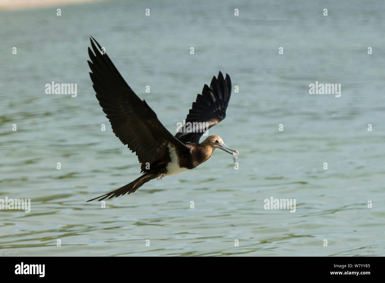 Lesser frigate bird (Frigata ariel) juvenile with discarded bait fish ...