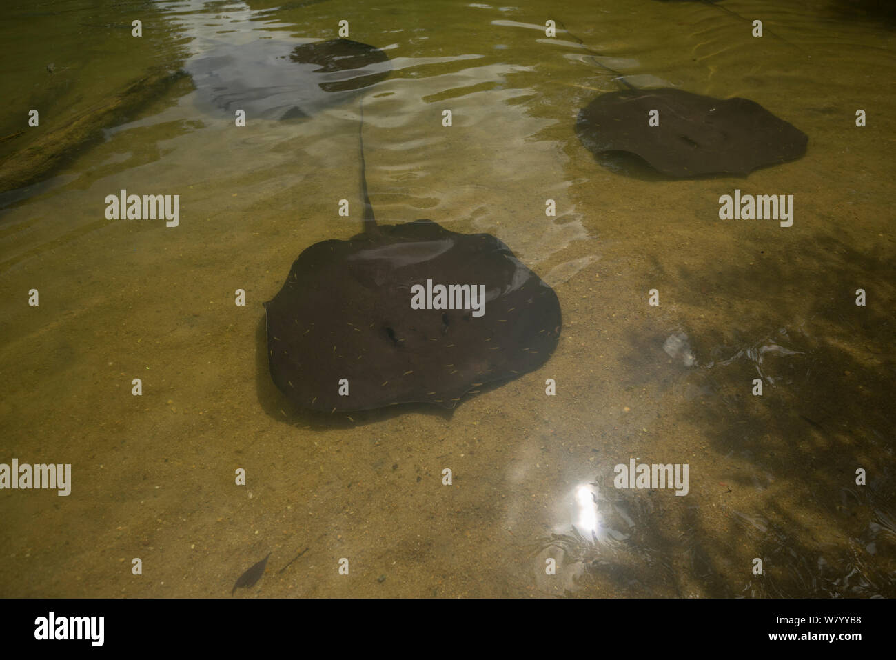 Freshwater whiprays (Himantura dalyensis) Oolioo Sandbar, Territory ...