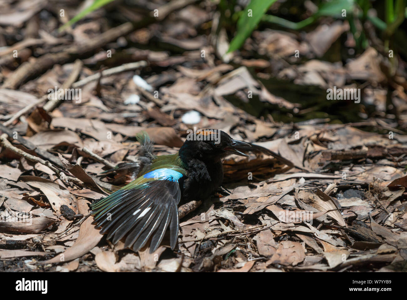 Rainbow pitta (Pitta iris) sunning itself on ground, Territory Wildlife ...