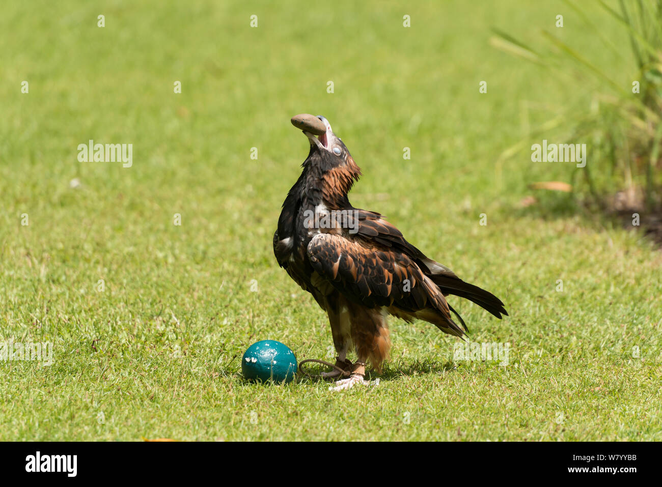 Black breasted buzzard kite hi-res stock photography and images - Alamy