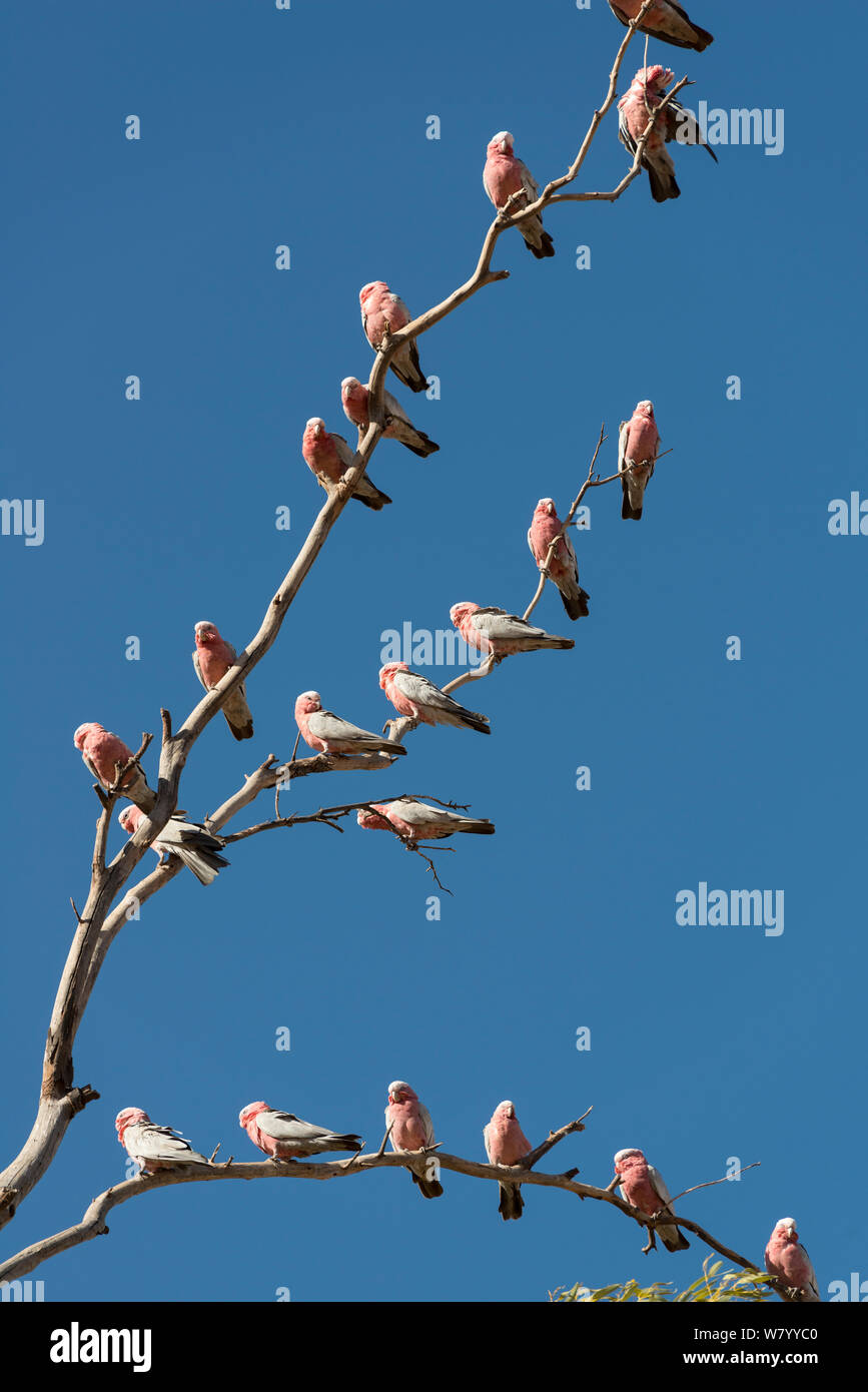Flock of Galah cockatoos (Eolophus roseicapilla) perched in tree ...