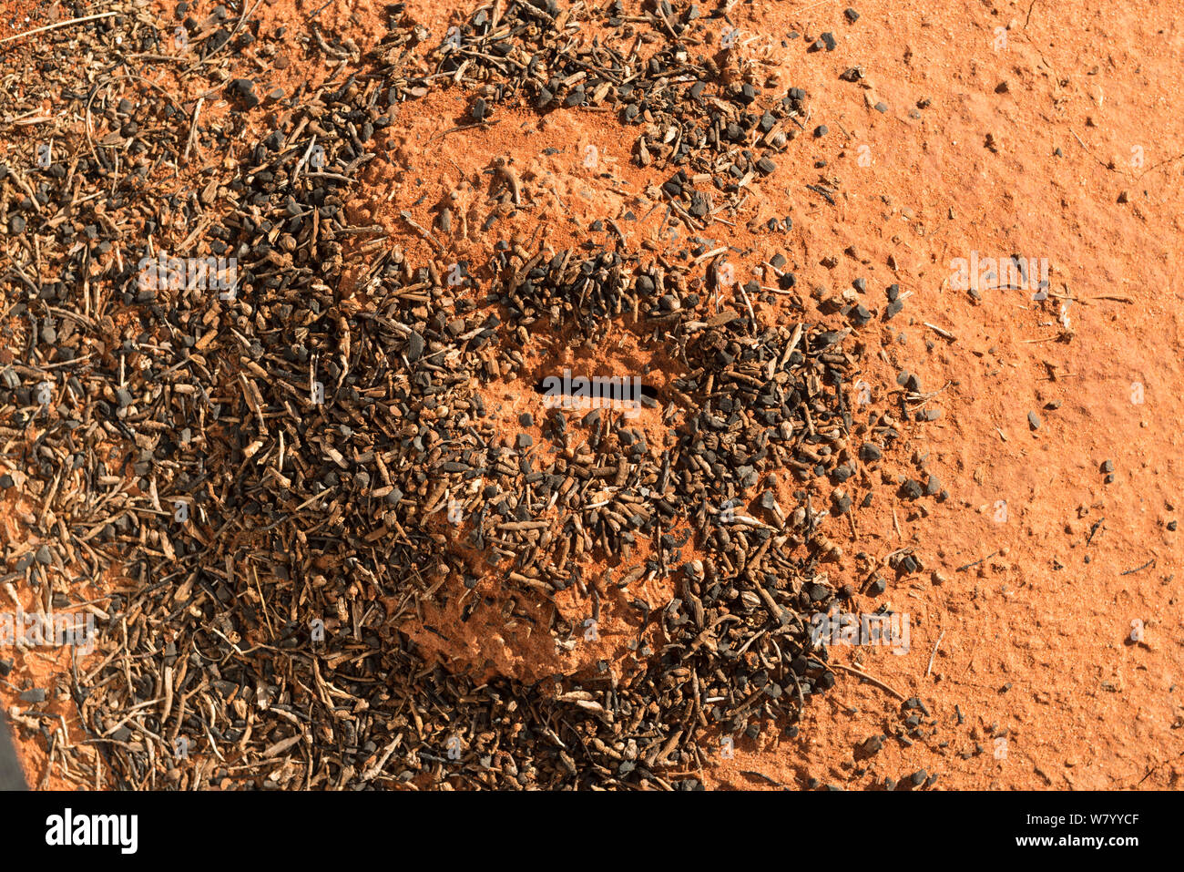 Anthill (Formicidae) in red desert sand surrounded by the rubbish from ...
