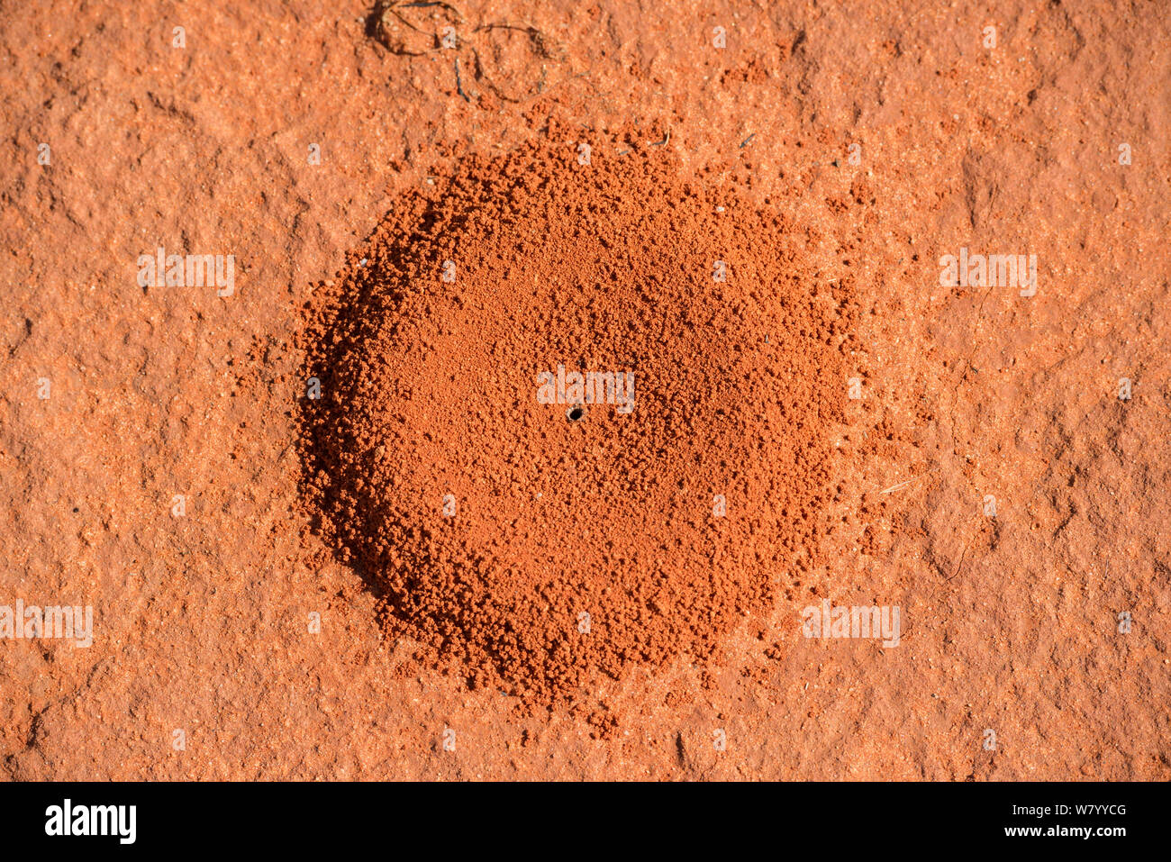Anthill australia hi-res stock photography and images - Alamy