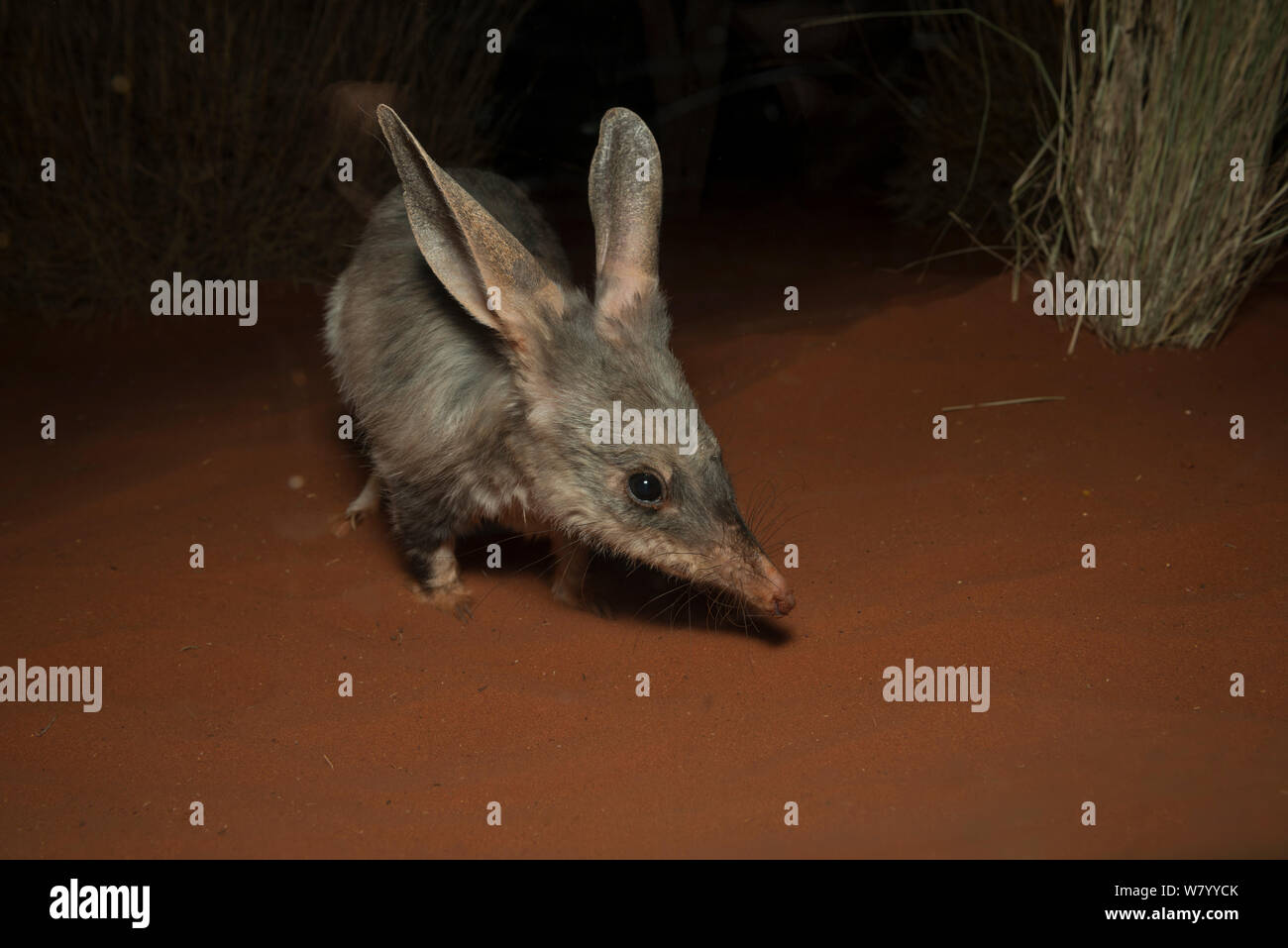Bilby (Macrotis lagotis) captive at Alice Springs Desert Park, Alice ...