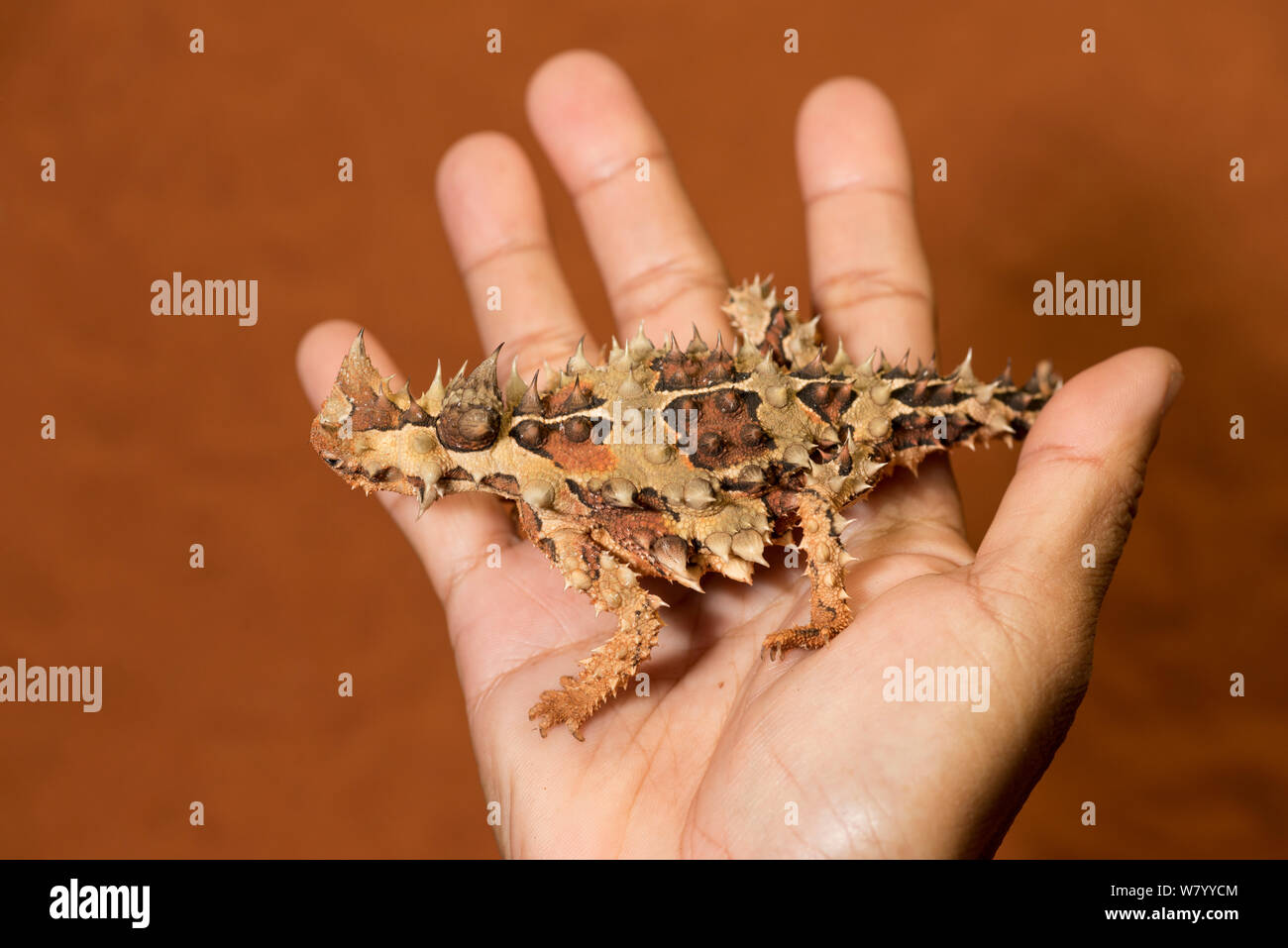Moloch australia hi-res stock photography and images - Alamy