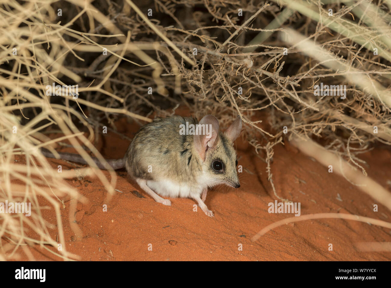 Kultarr (Antechinomys laniger) captive, Alice Springs Desert Park ...