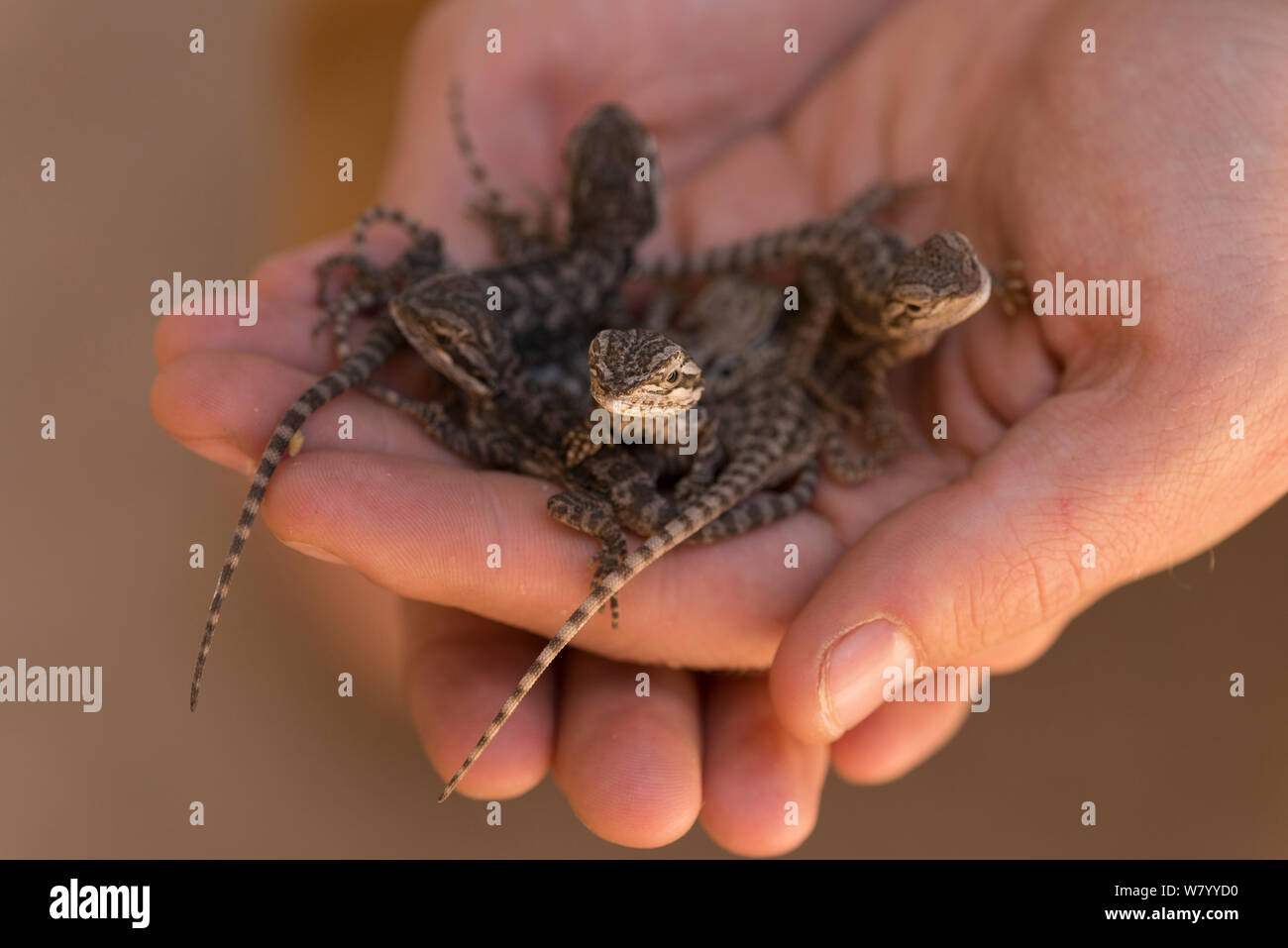 Baby bearded dragons (Pogona sp.) held in hand, Alice Springs, Northern ...