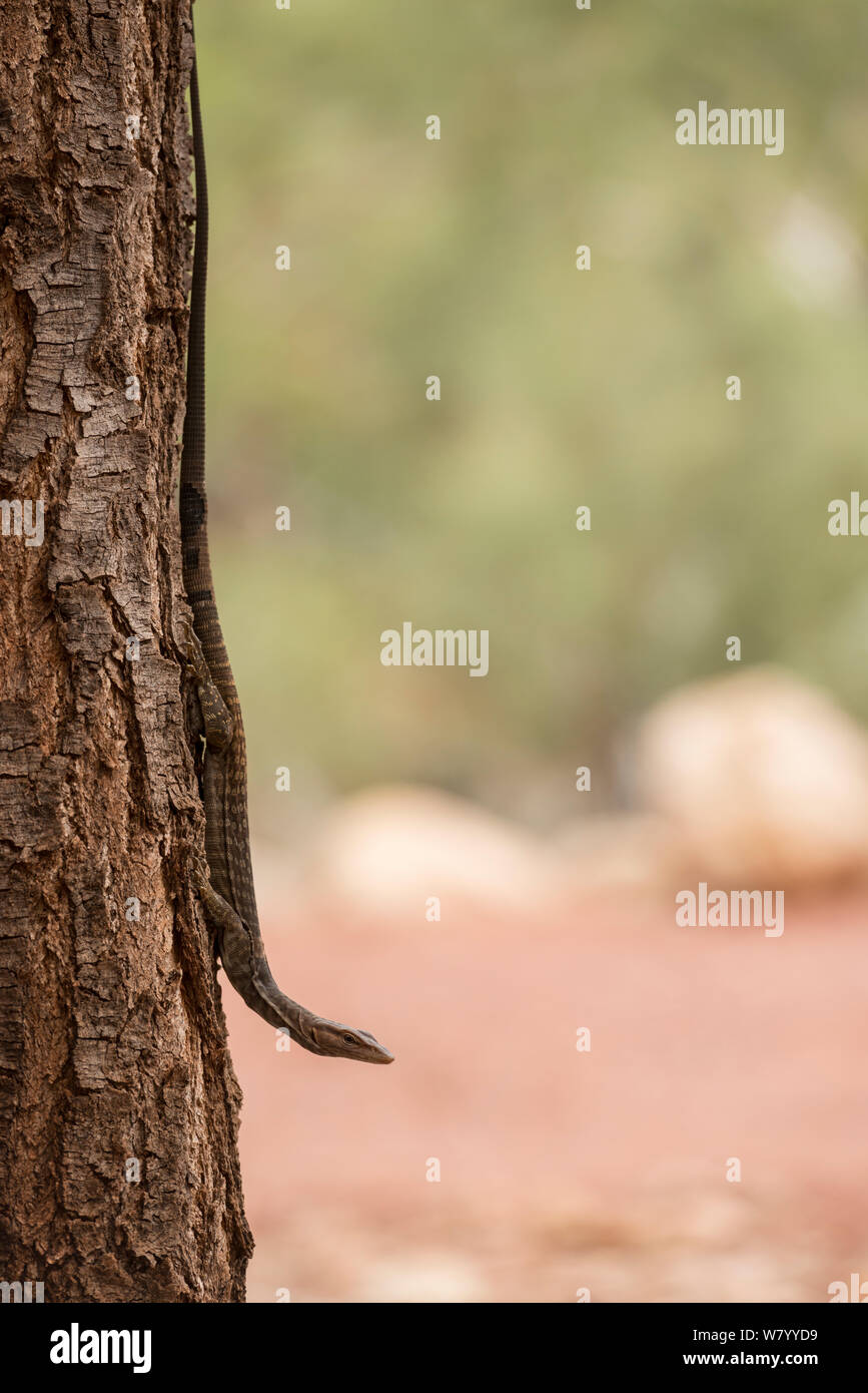 Banded tree monitor lizard (Varanus scalaris) up a tree in the outback ...