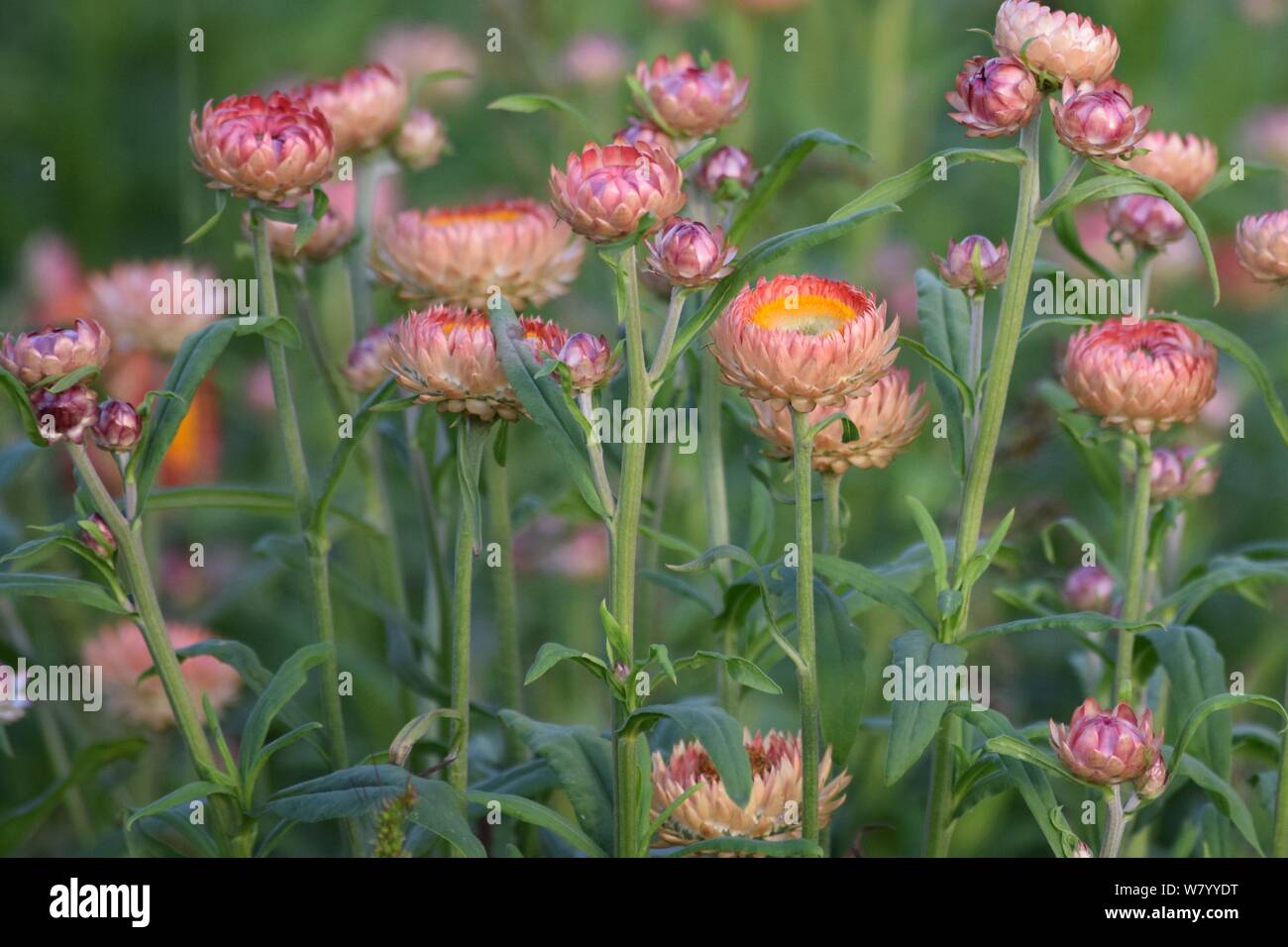 Evening sunlit flower garden hi-res stock photography and images - Alamy