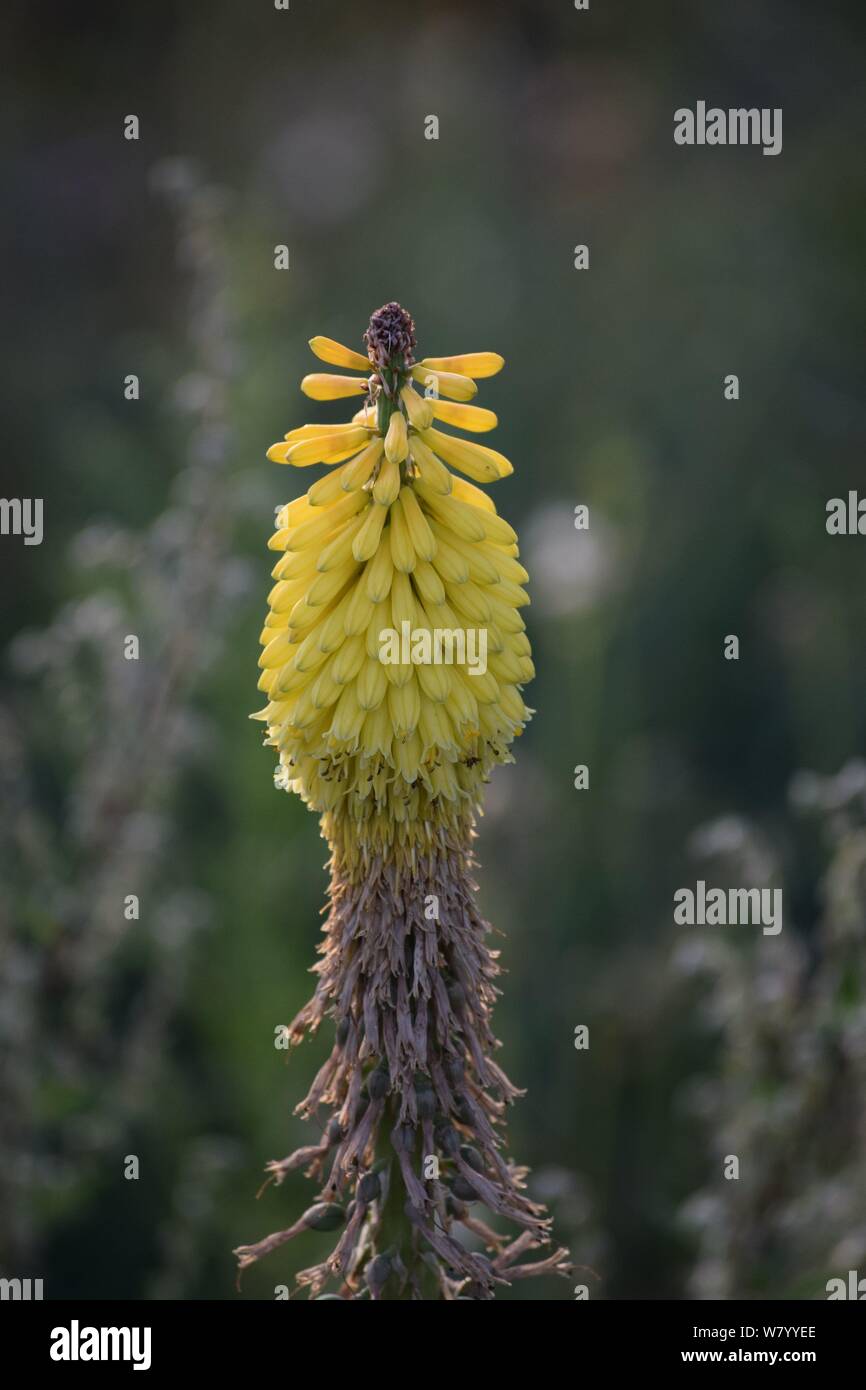 Yellow Torch Lily High Resolution Stock Photography and Images - Alamy