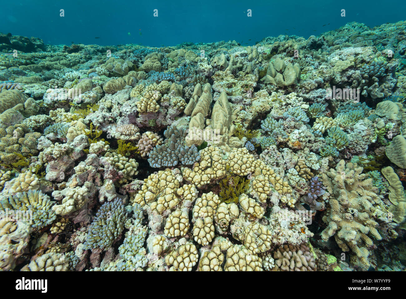 Coral growth in elongated and stunted shapes in the surge and surf zone ...