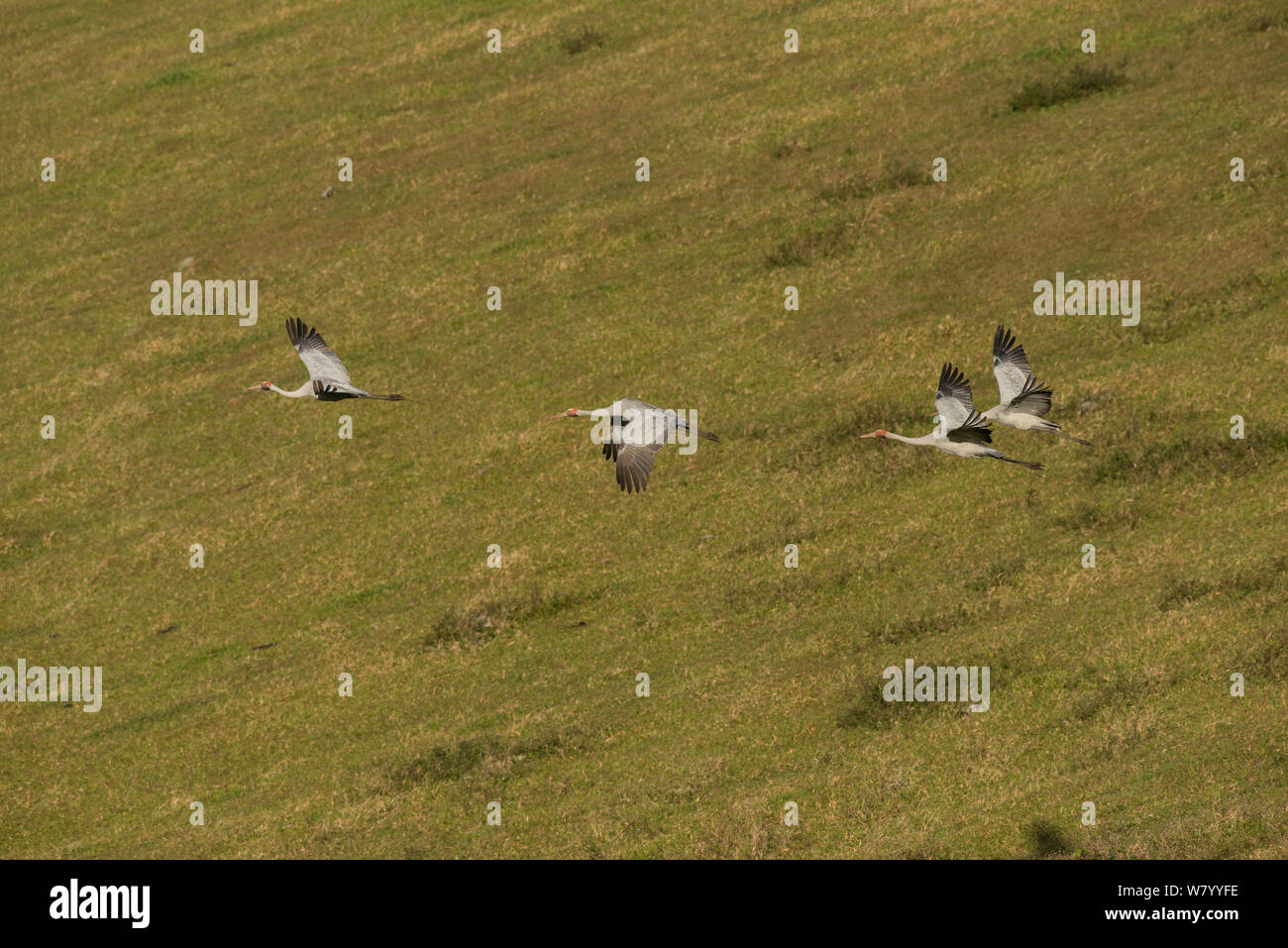 Brolgas (Grus rubicunda) group flying over field, Bromfield Swamp ...