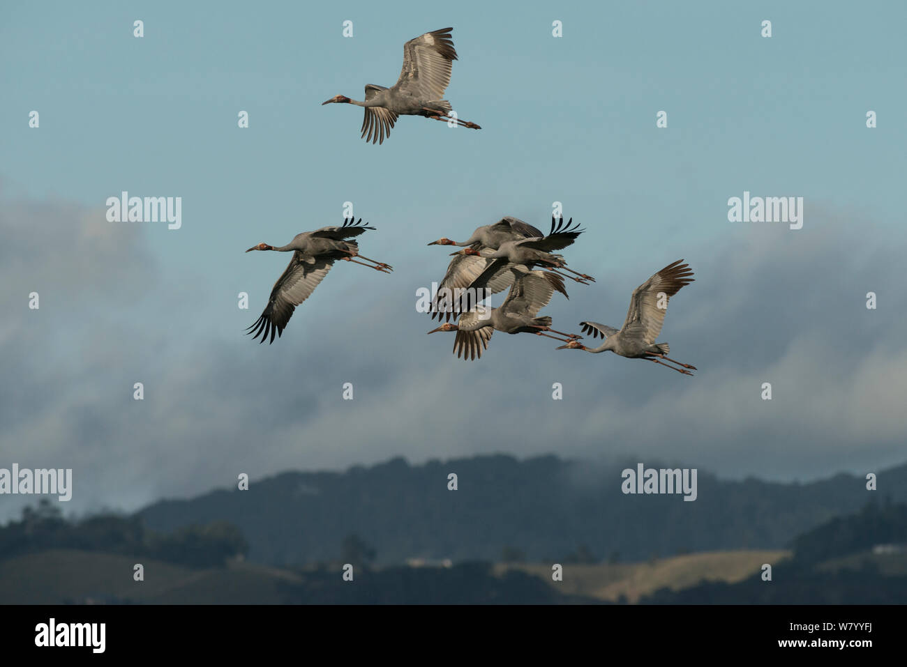 Flocking species hi-res stock photography and images - Alamy