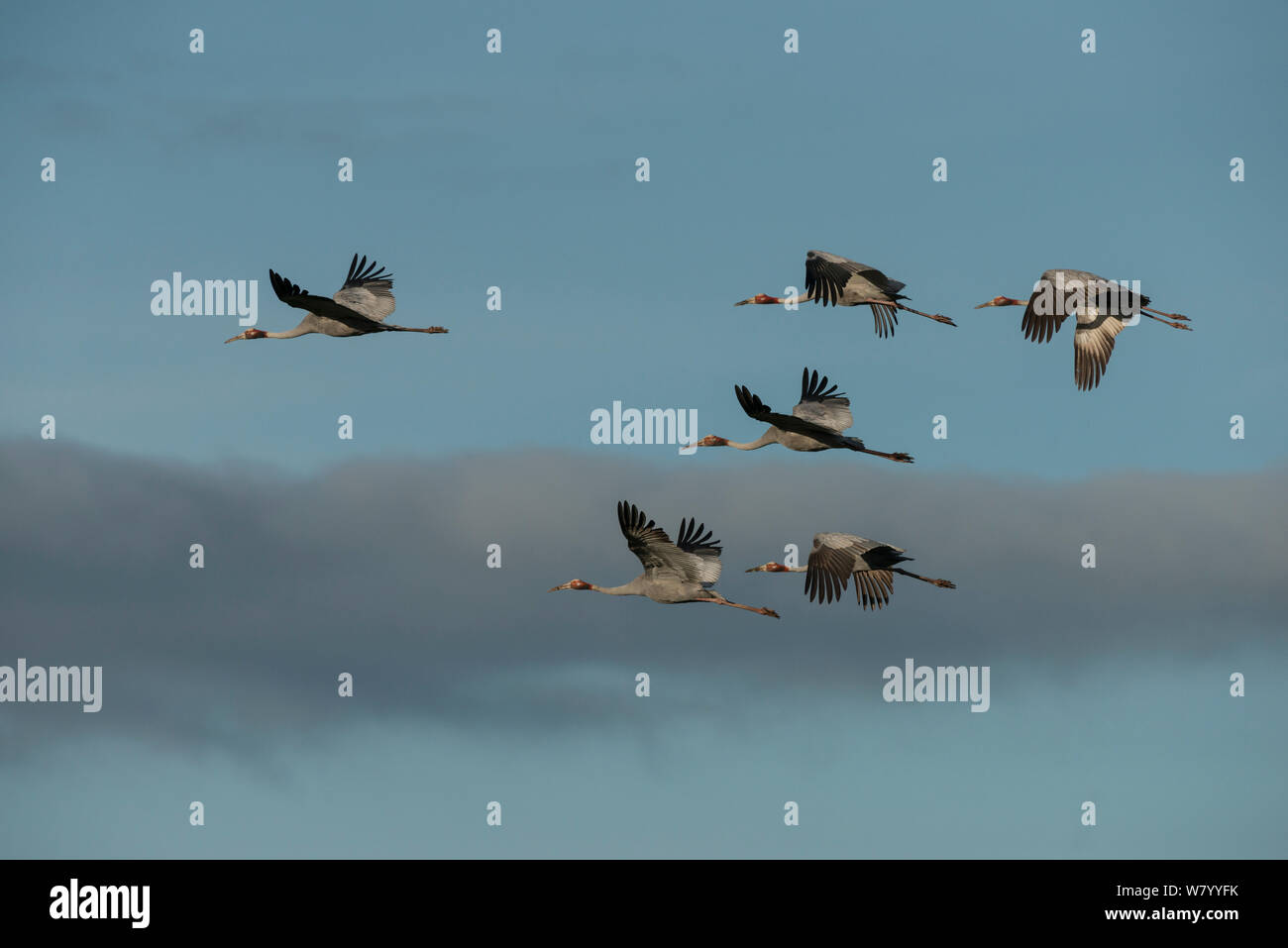 Sarus cranes (Grus antigone) group of six in flight, Bromfield Swamp ...