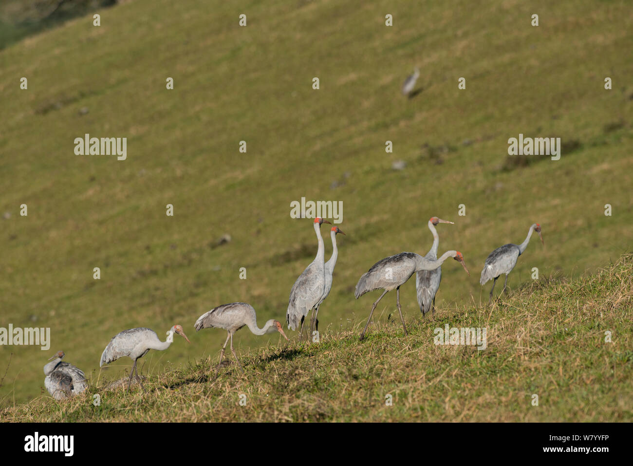 Brolga cranes (Grus rubicunda) in field, Bromfield Swamp, Atherton ...