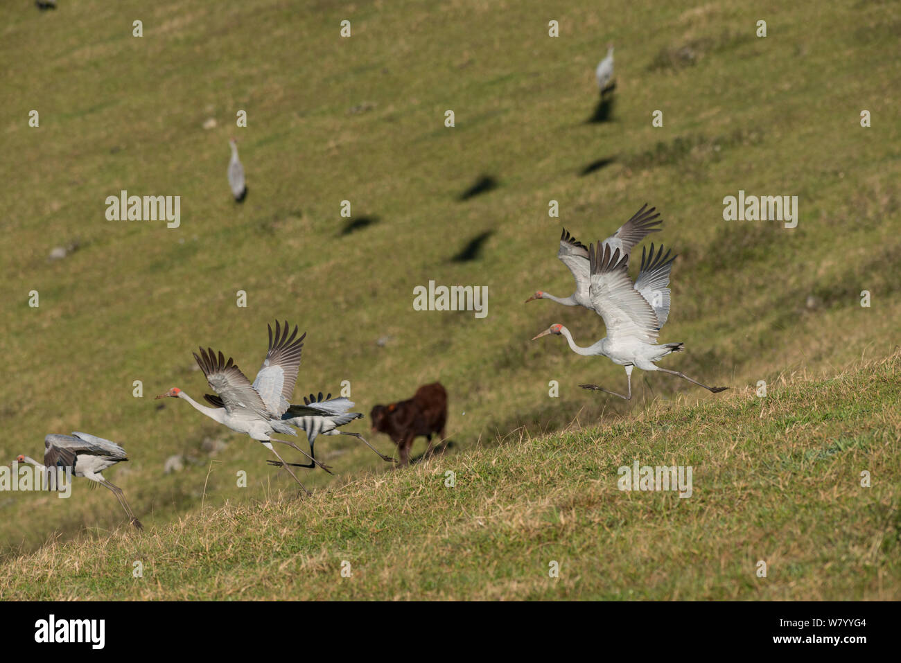 Brolga cranes (Grus rubicunda) taking off from field with cattle ...